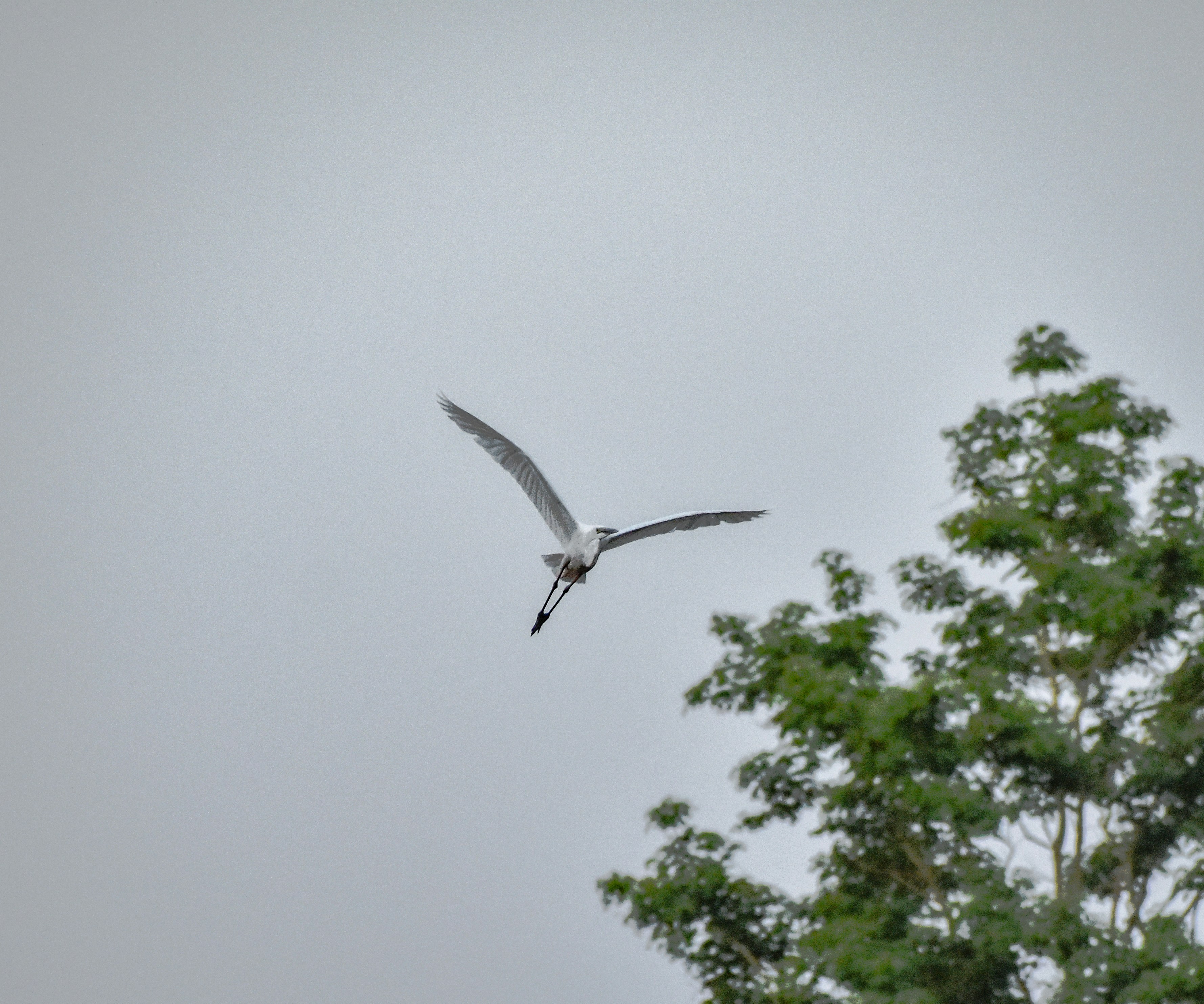 Banking Tern Against a Pale Gray Sky Over a Leafy Edge