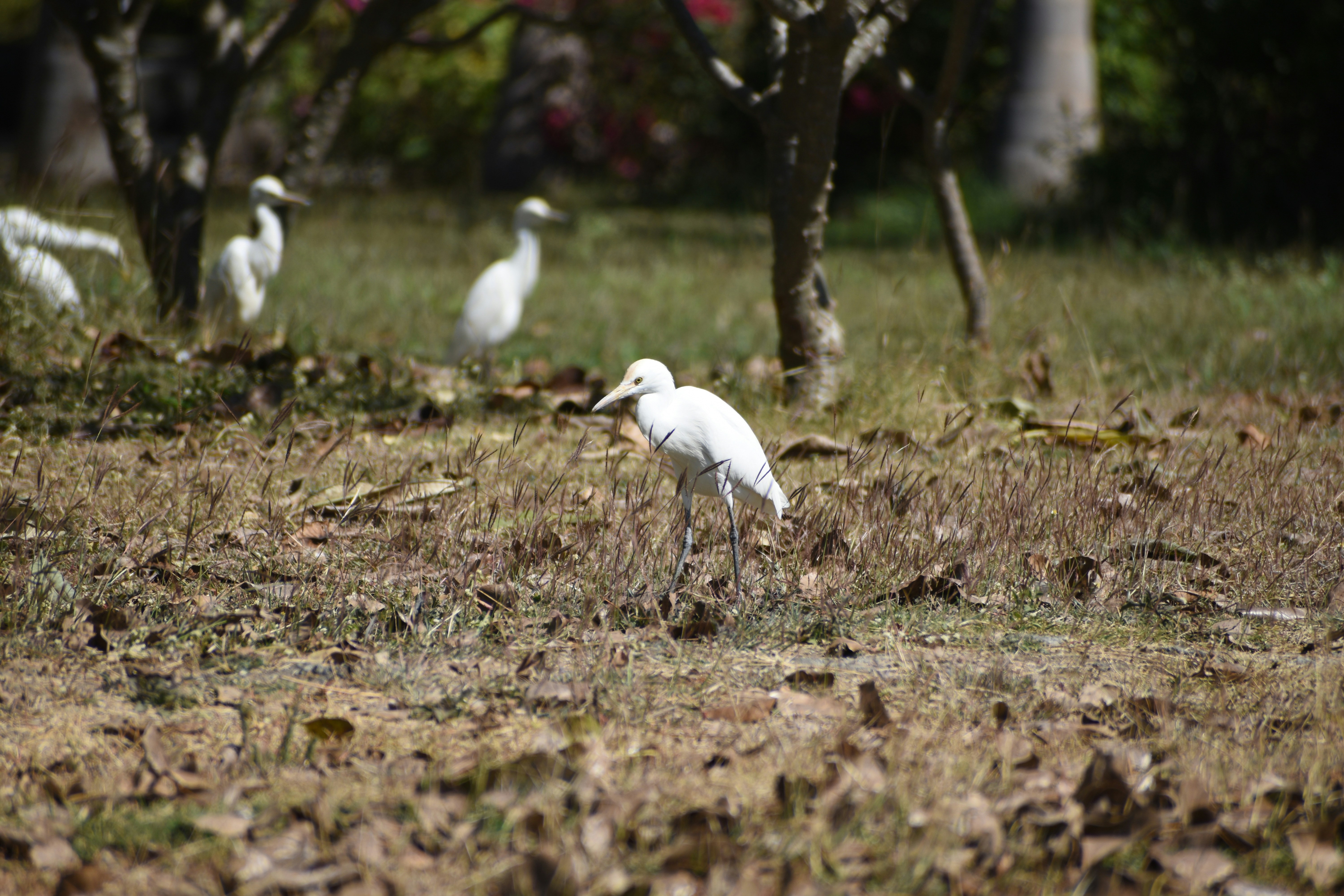 A group of white birds standing on top of a grass covered field photo ...
