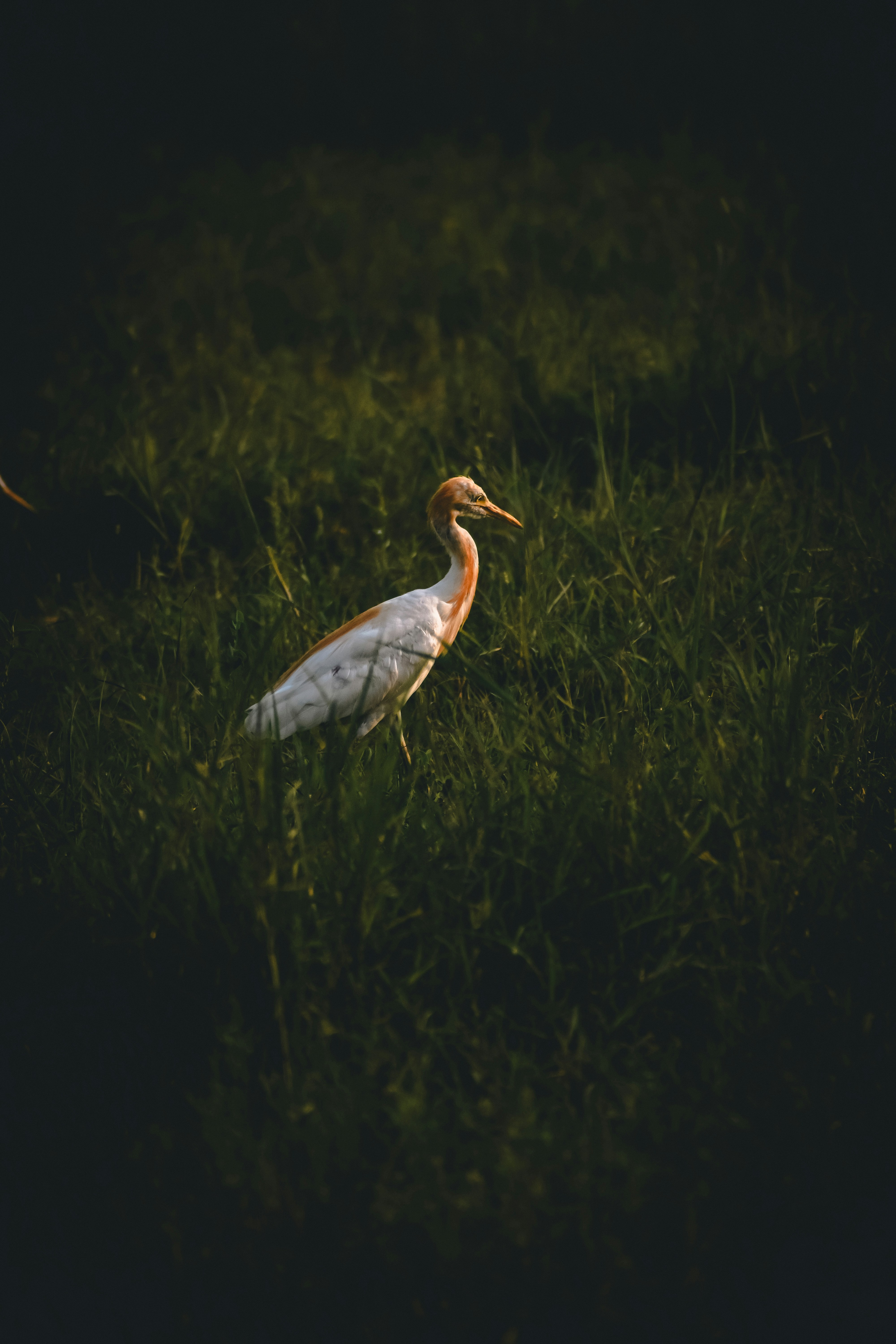 A heron stands gracefully amidst tall grass, bathed in soft evening light, showcasing its striking plumage. The serene setting highlights the tranquility of nature.