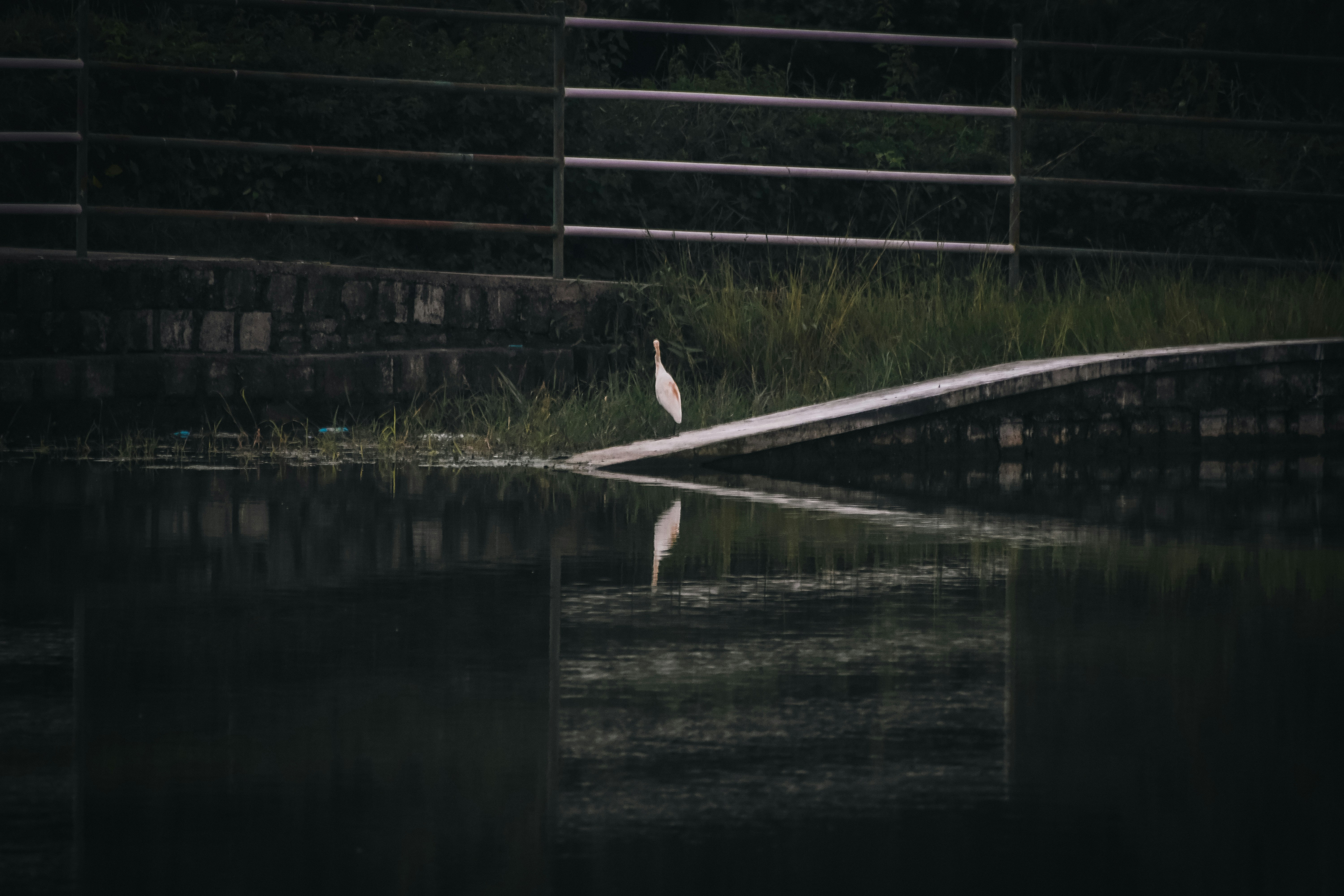 Twilight Perch: White Heron on a Quiet Riverside Ramp