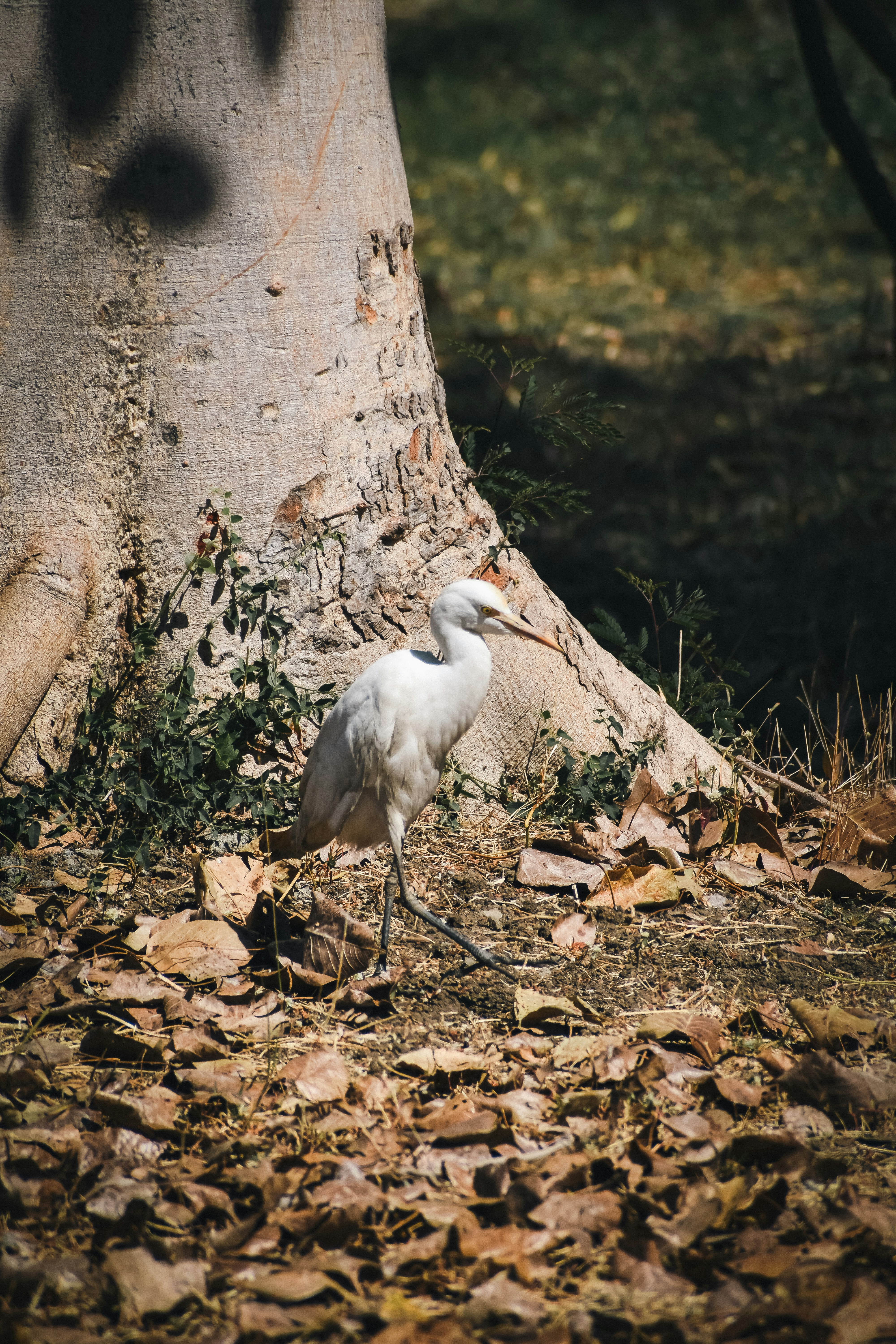 Photo by Garv Chaplot with Nikon D5600