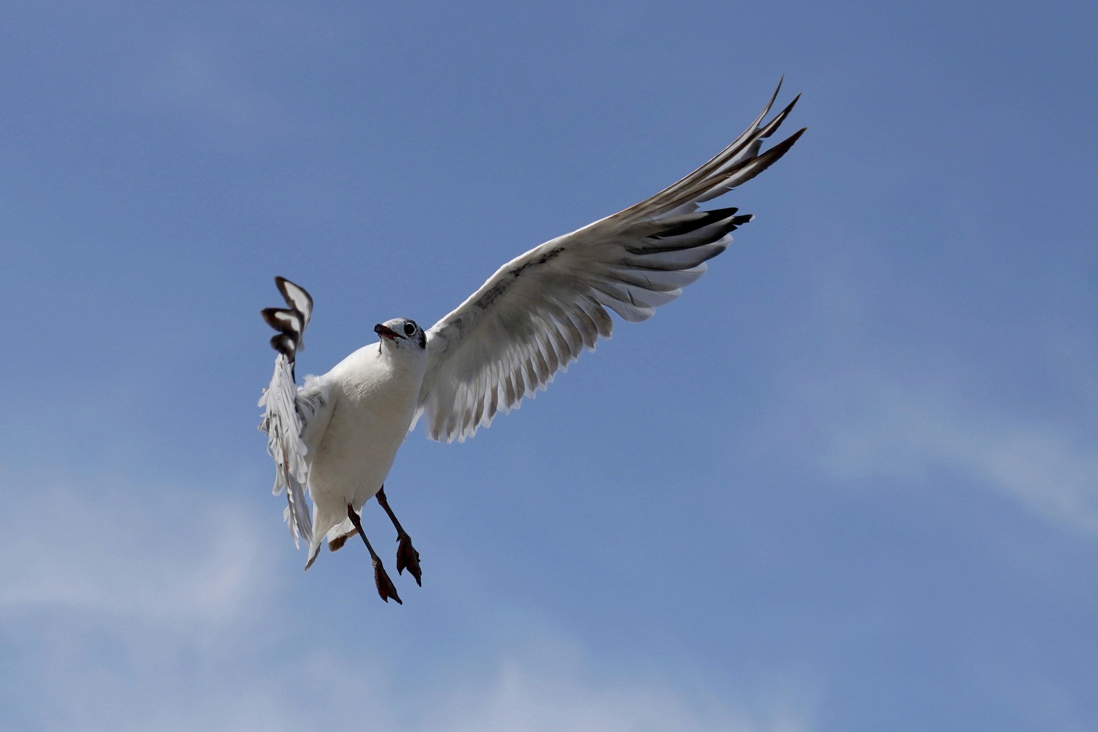 Seagull soaring against a clear blue sky with wings fully extended.