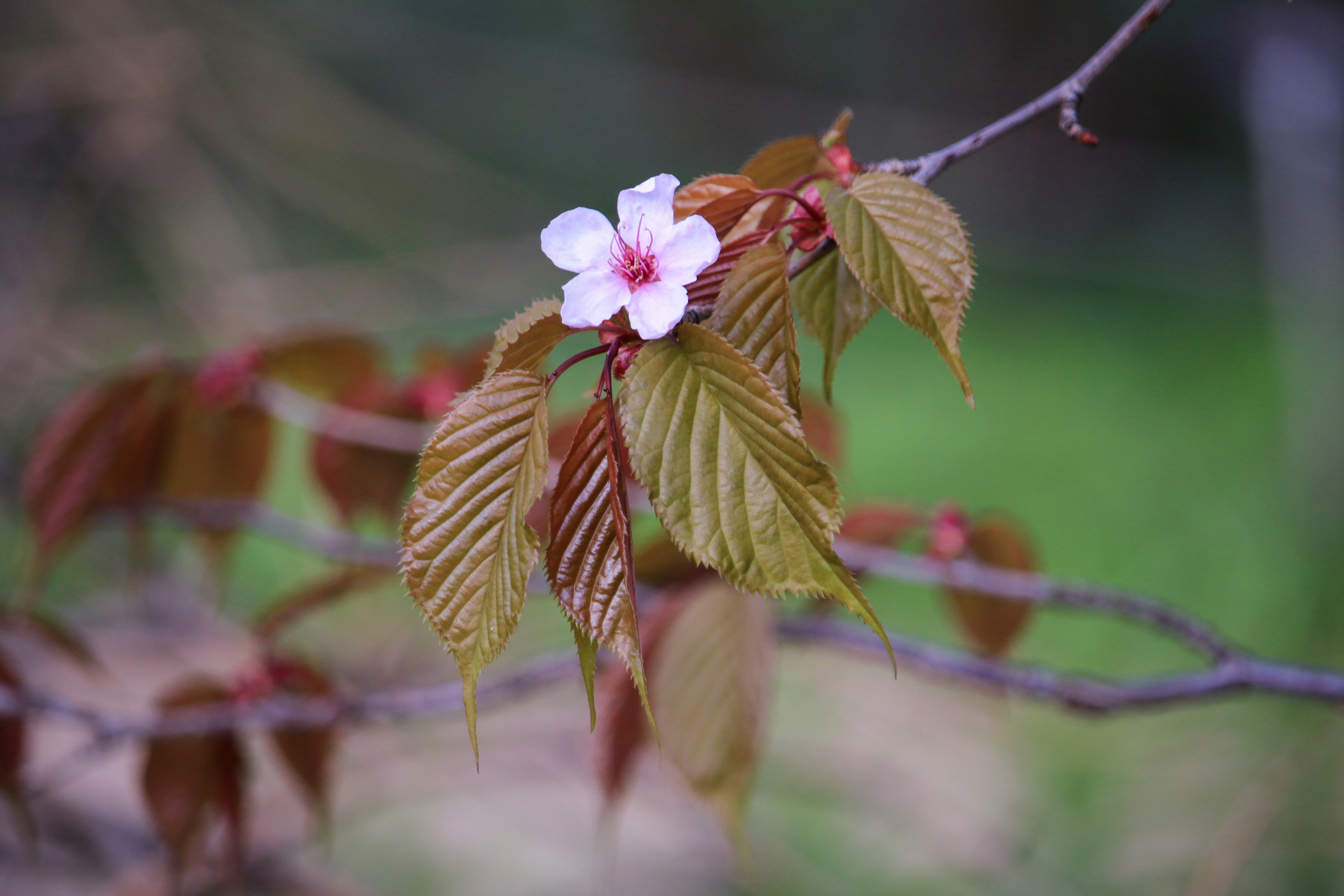 Delicate white blossom surrounded by fresh green and brown leaves on a thin branch.