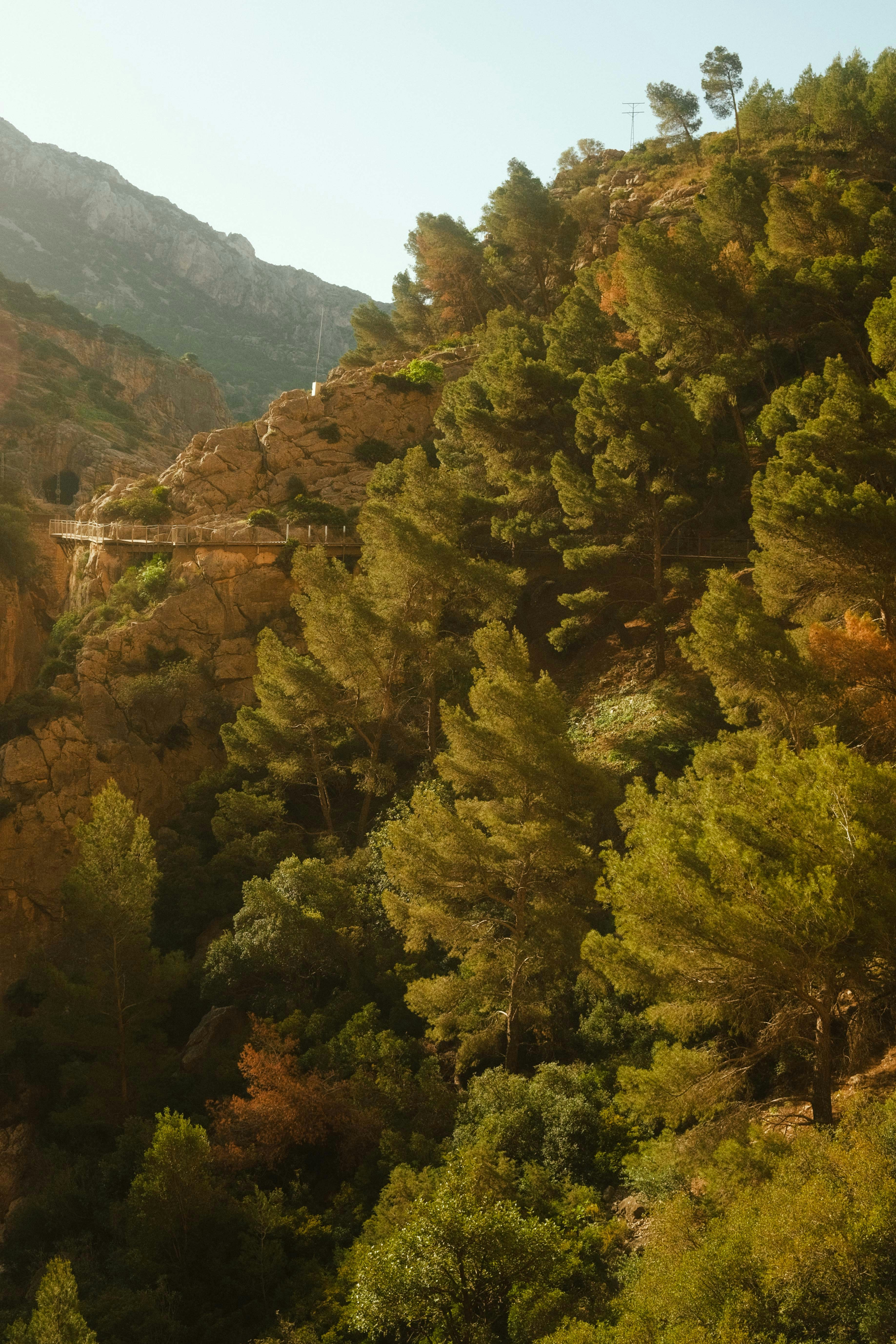 Sunlit Ridge Overlook: Pine Forest and Cliff Road