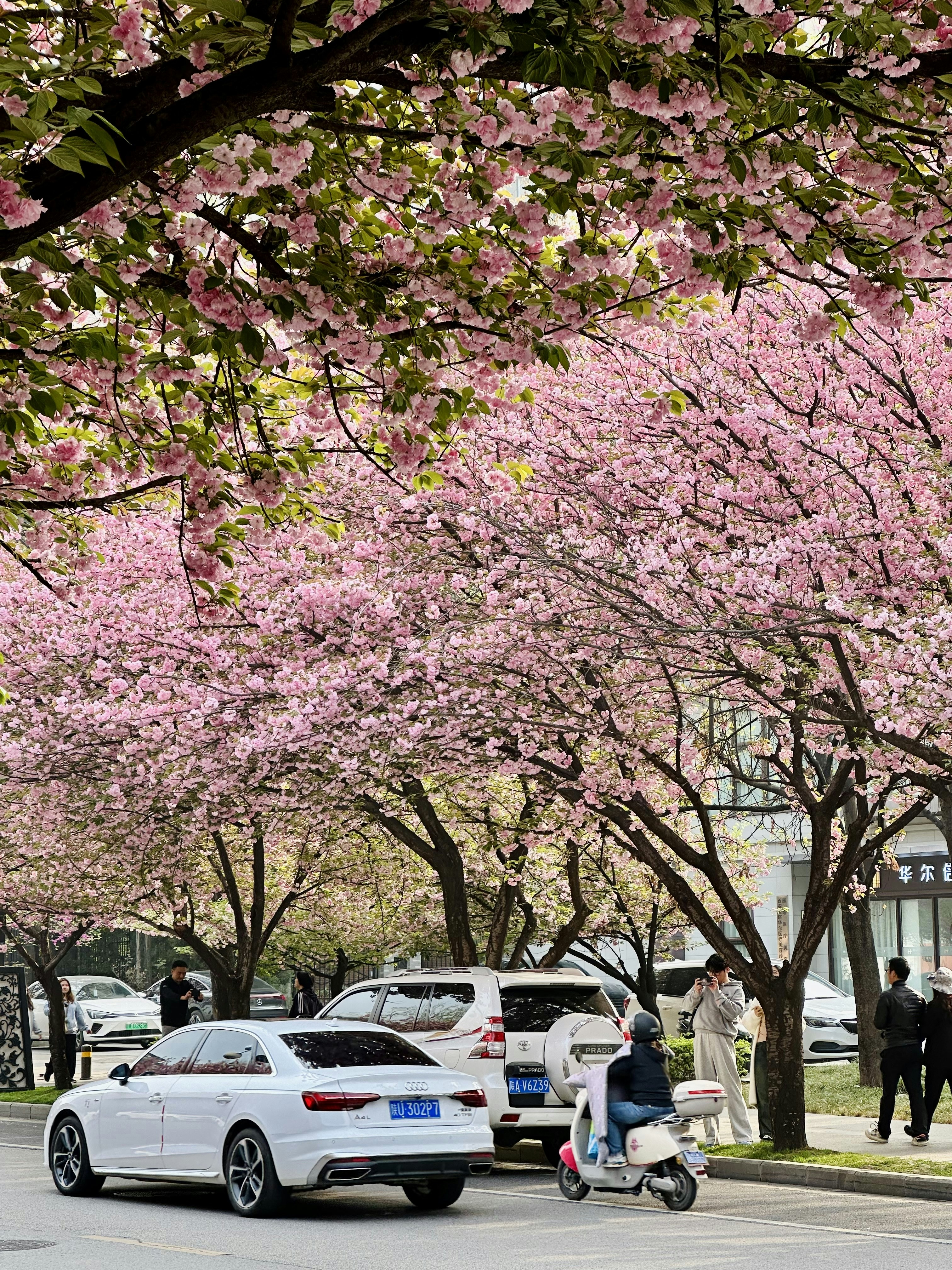 Sakura Boulevard: White Sedan Framed by a Pink Cherry Blossom Canopy