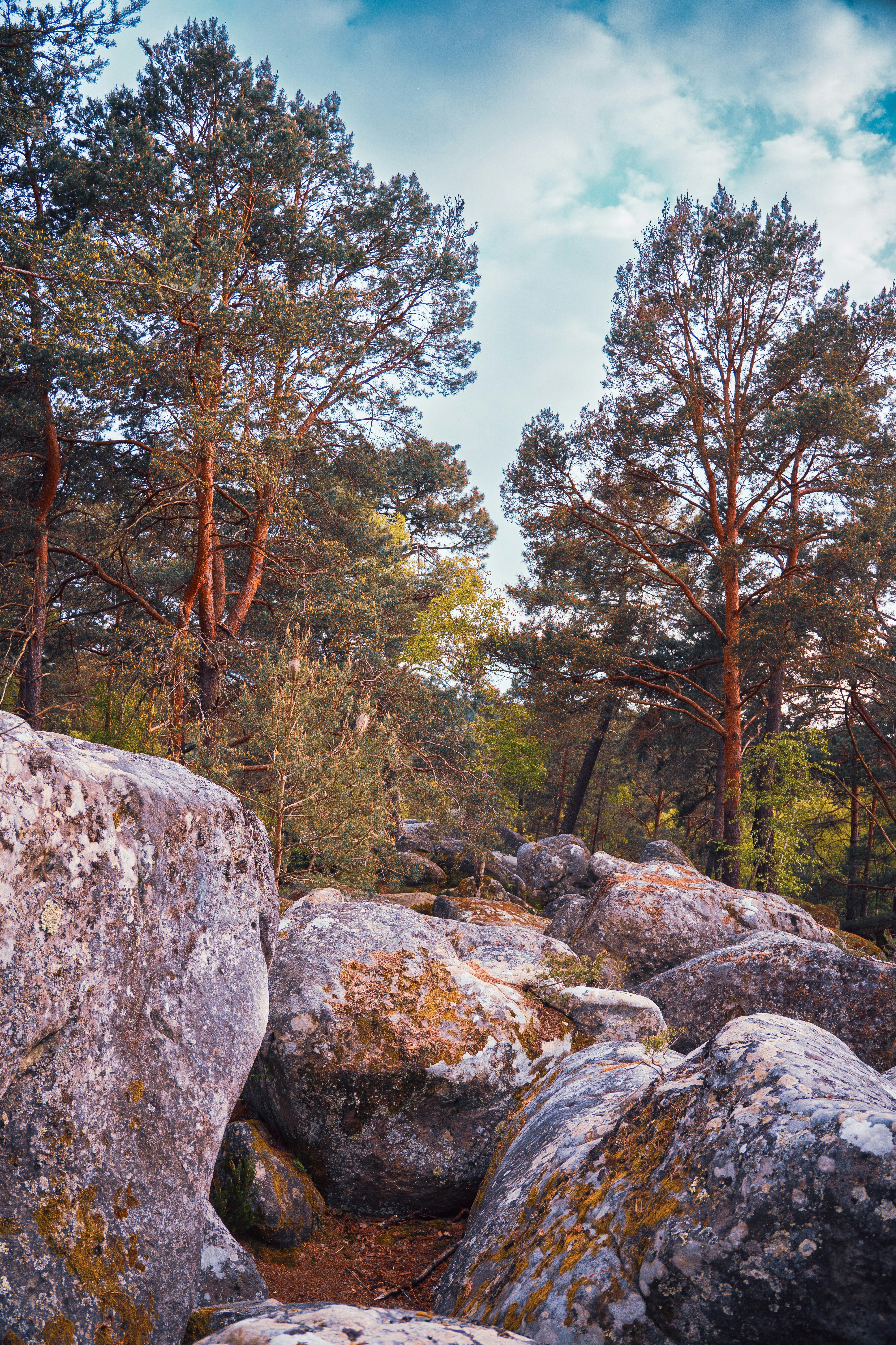 Pines Framing a Rugged Granite Terrace Under a Clear Sky