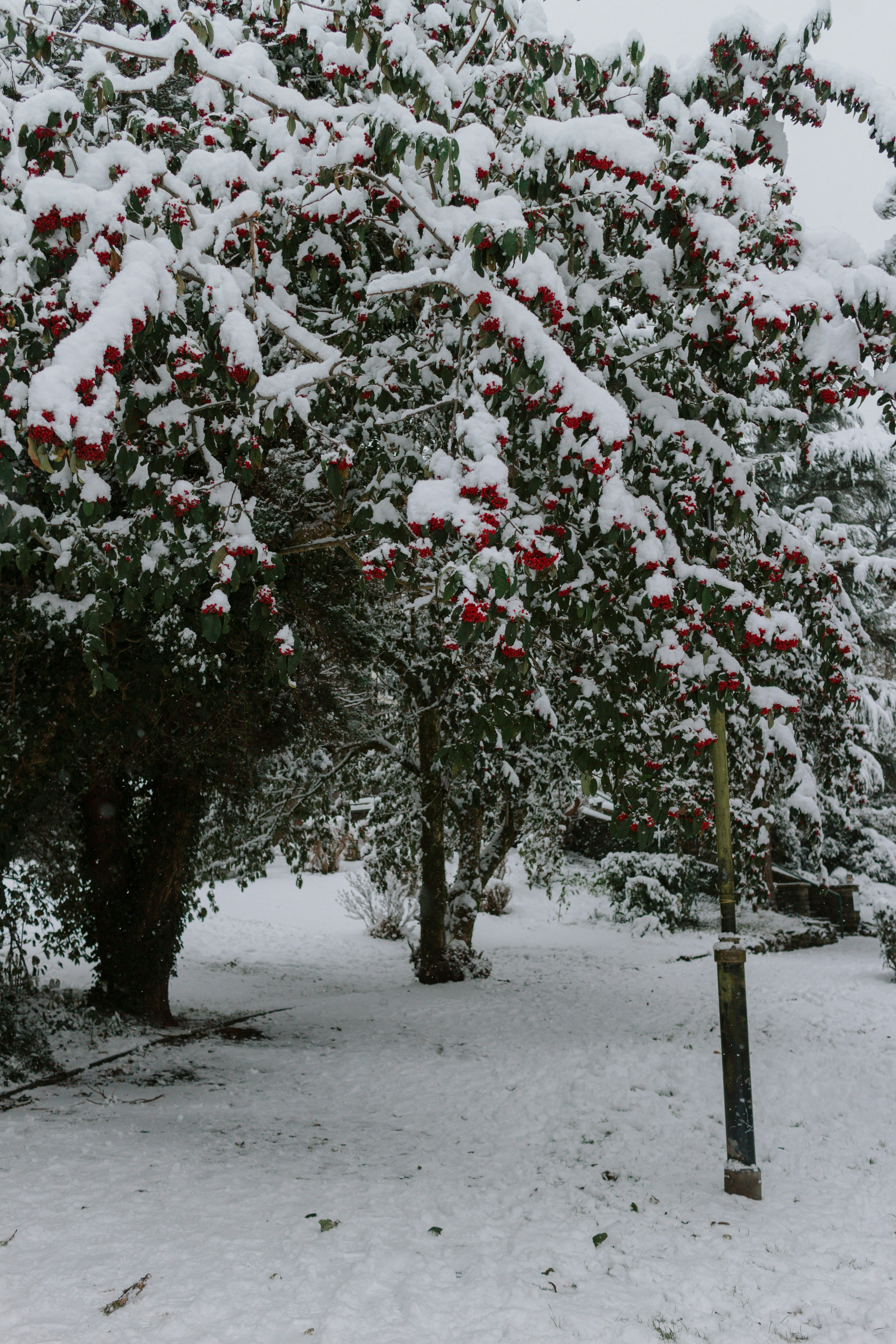 Crimson Berries Crown Snow-Kissed Branches in a Quiet Winter Garden
