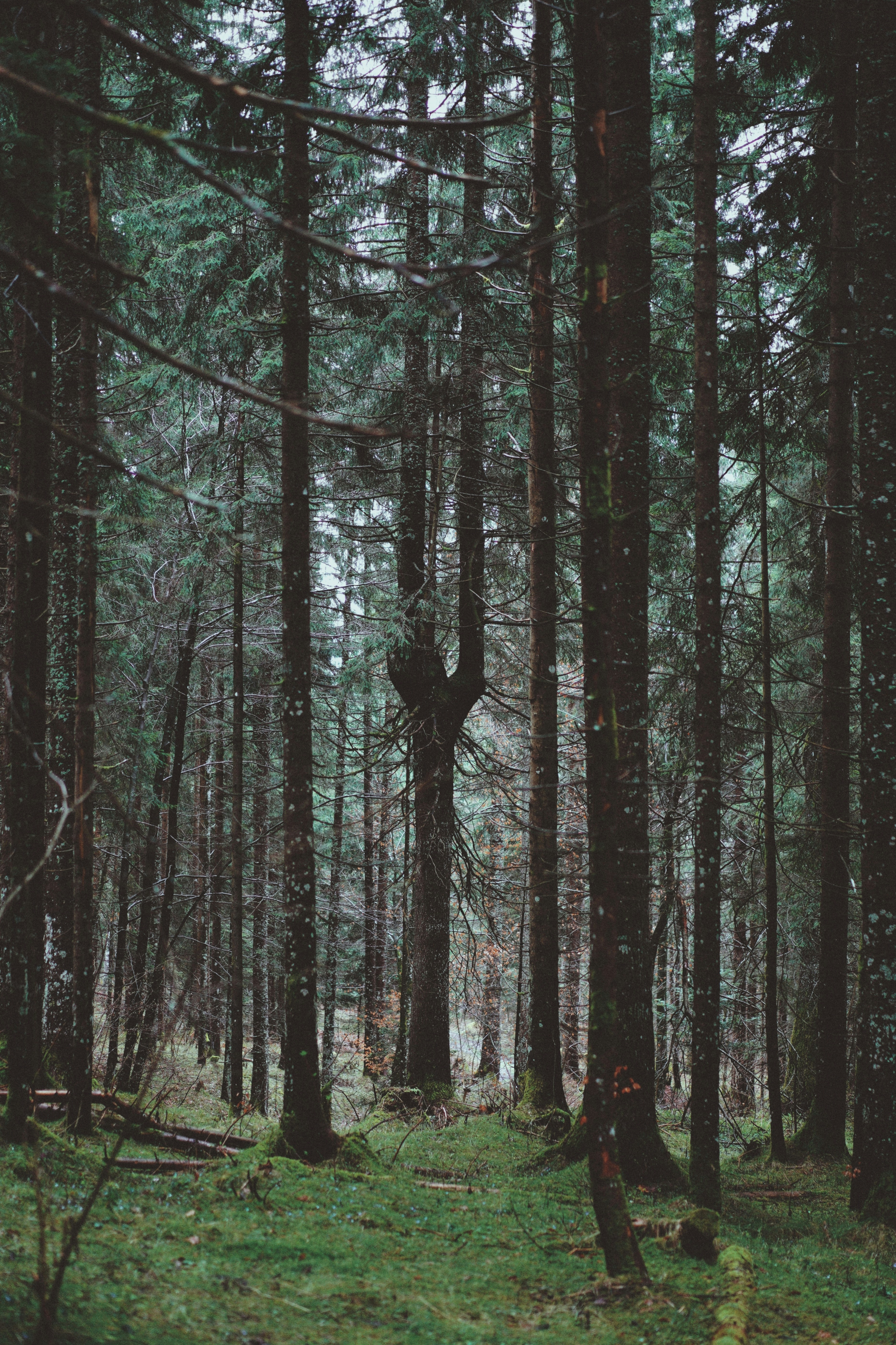 The Heartwood Sentinel: Center Tree in a Moss-Draped Forest