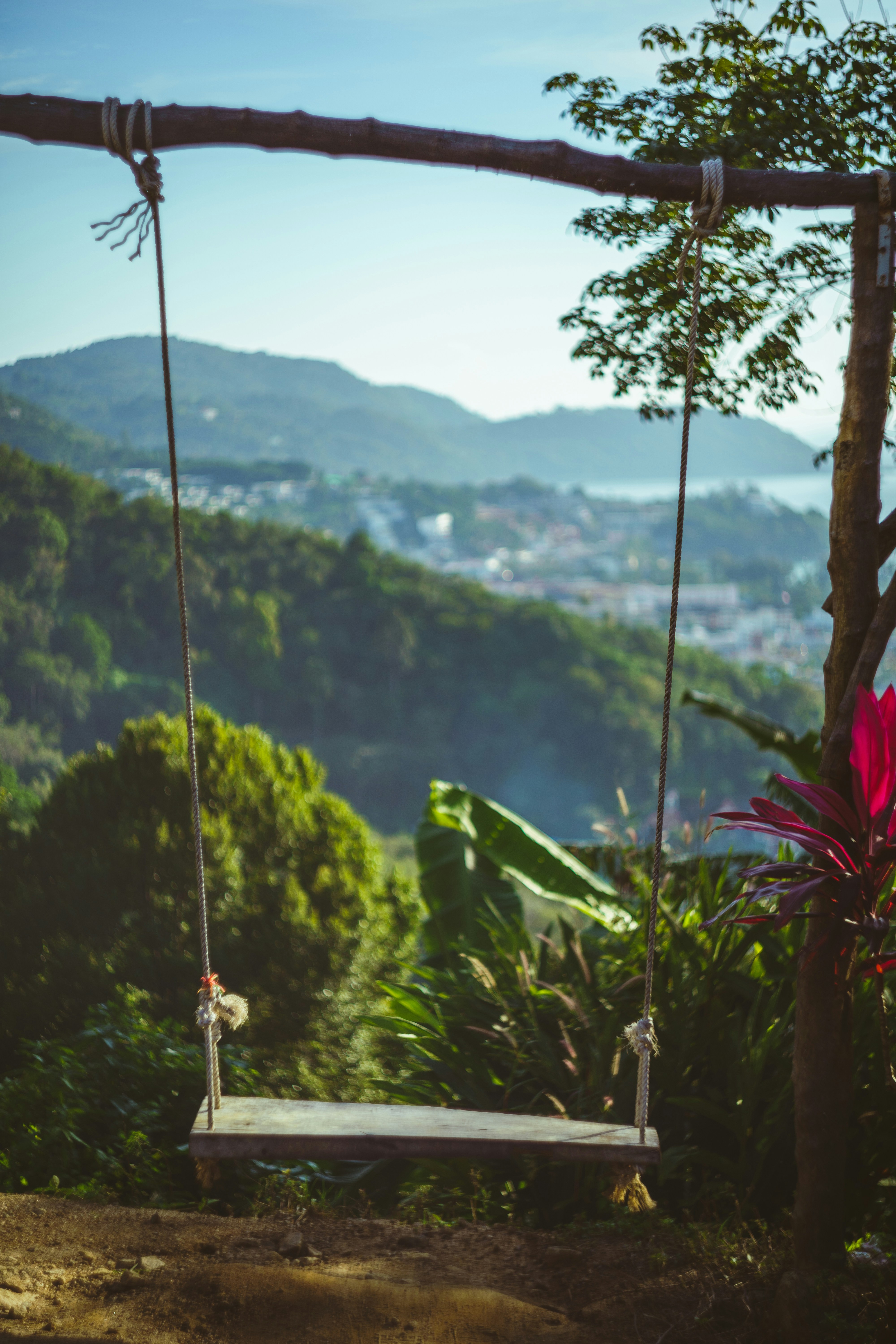 A wooden swing hanging from a tree in a forest photo – Free Forest ...