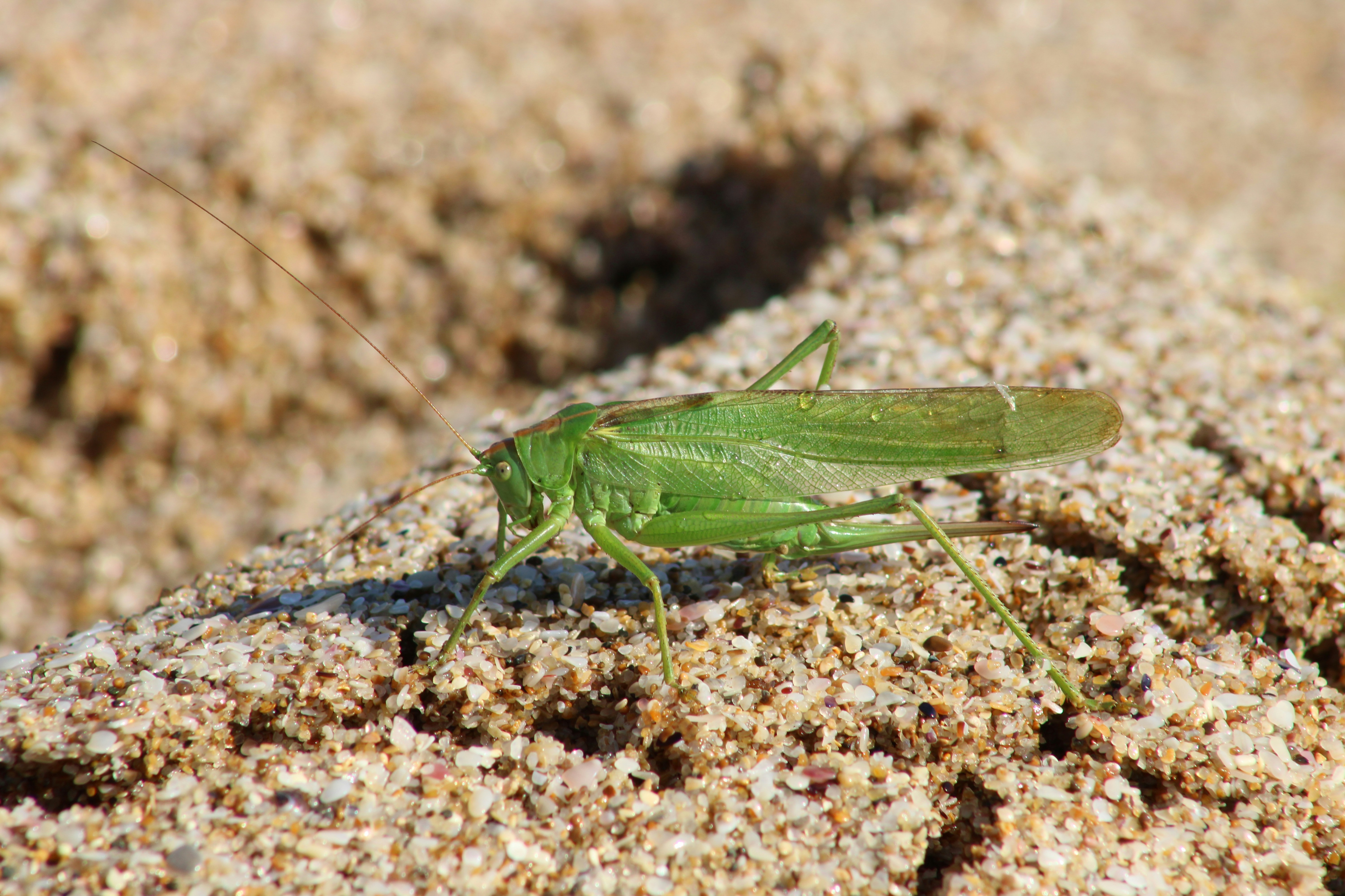 Emerald Katydid on Sunlit Beach Sand