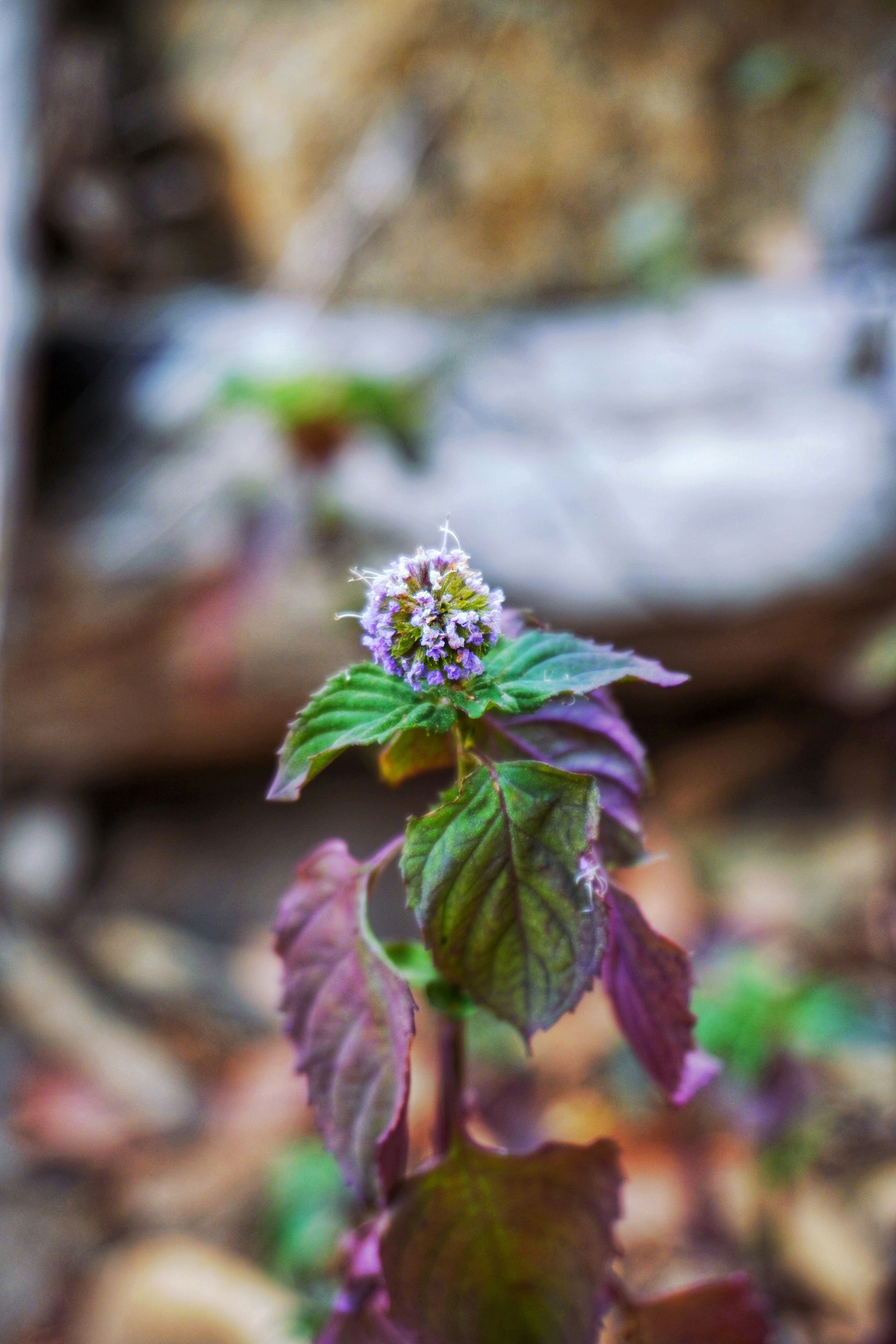 Violet Crown in a Quiet Autumn Blur