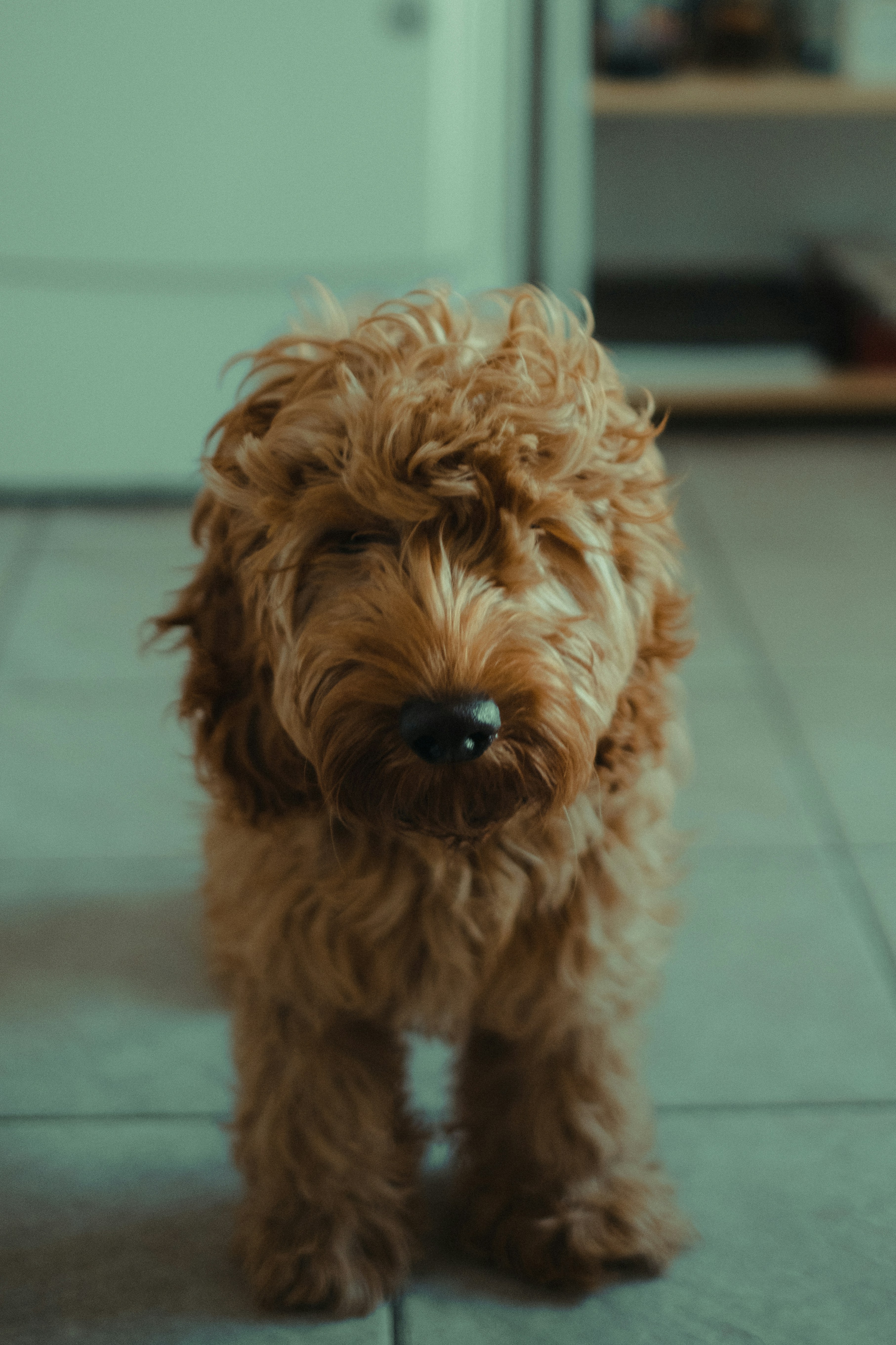 Dog Pictures | Download Free Images on Unsplash