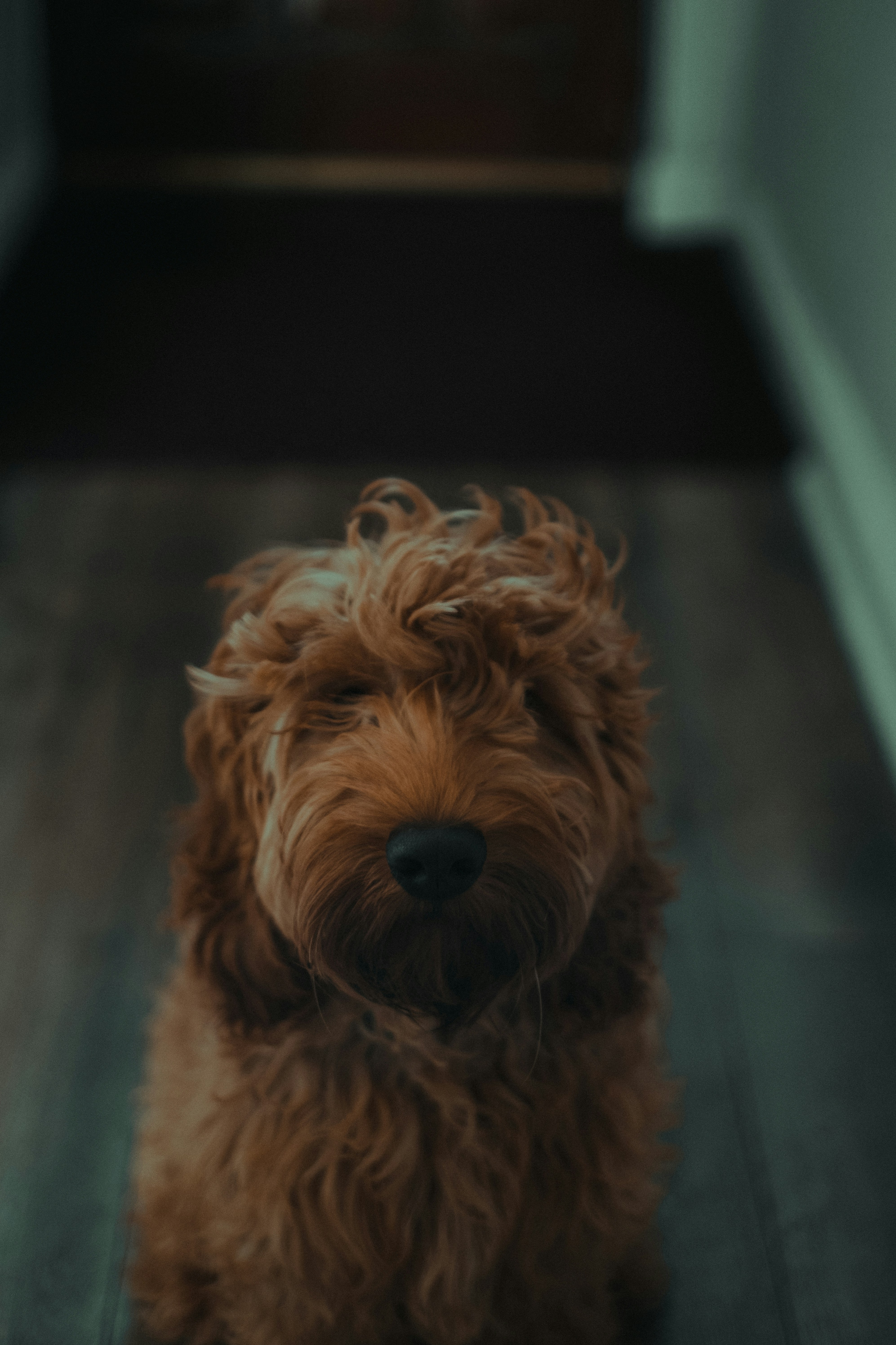 Dog Pictures | Download Free Images on Unsplash