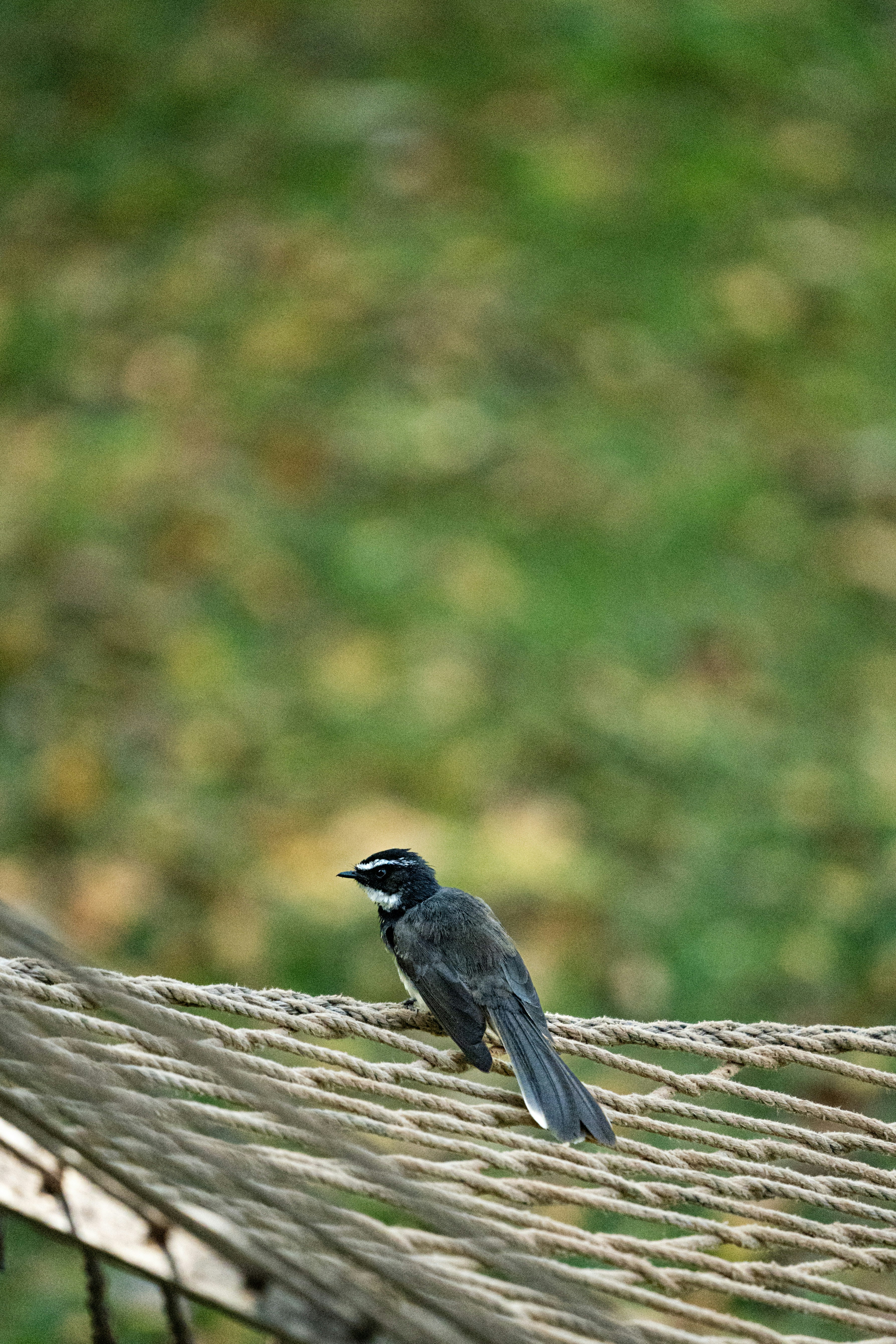 Ropebound Watcher: a lone black bird balances on weathered rope lines