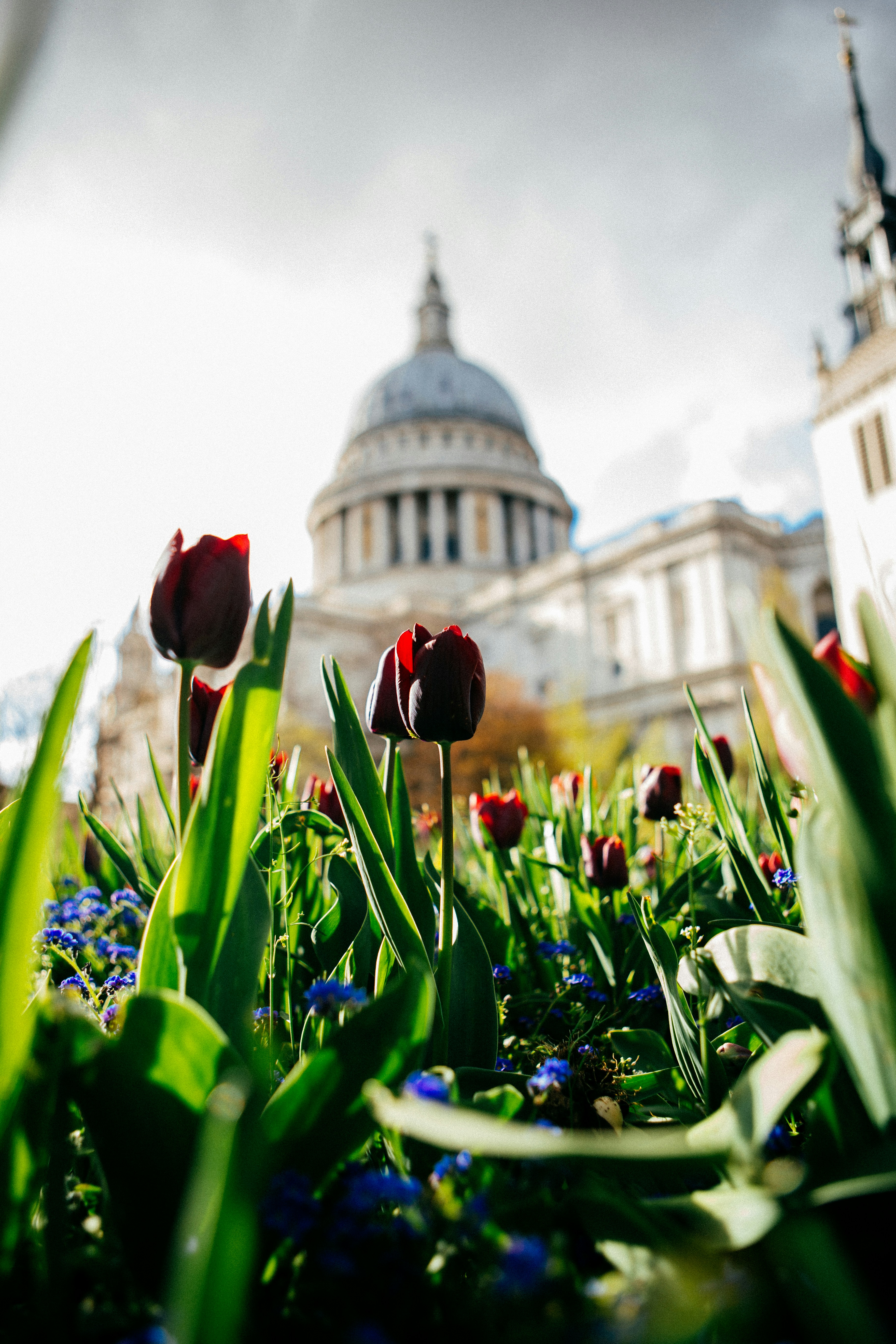 Crimson Tulips Framing a Majestic City Dome