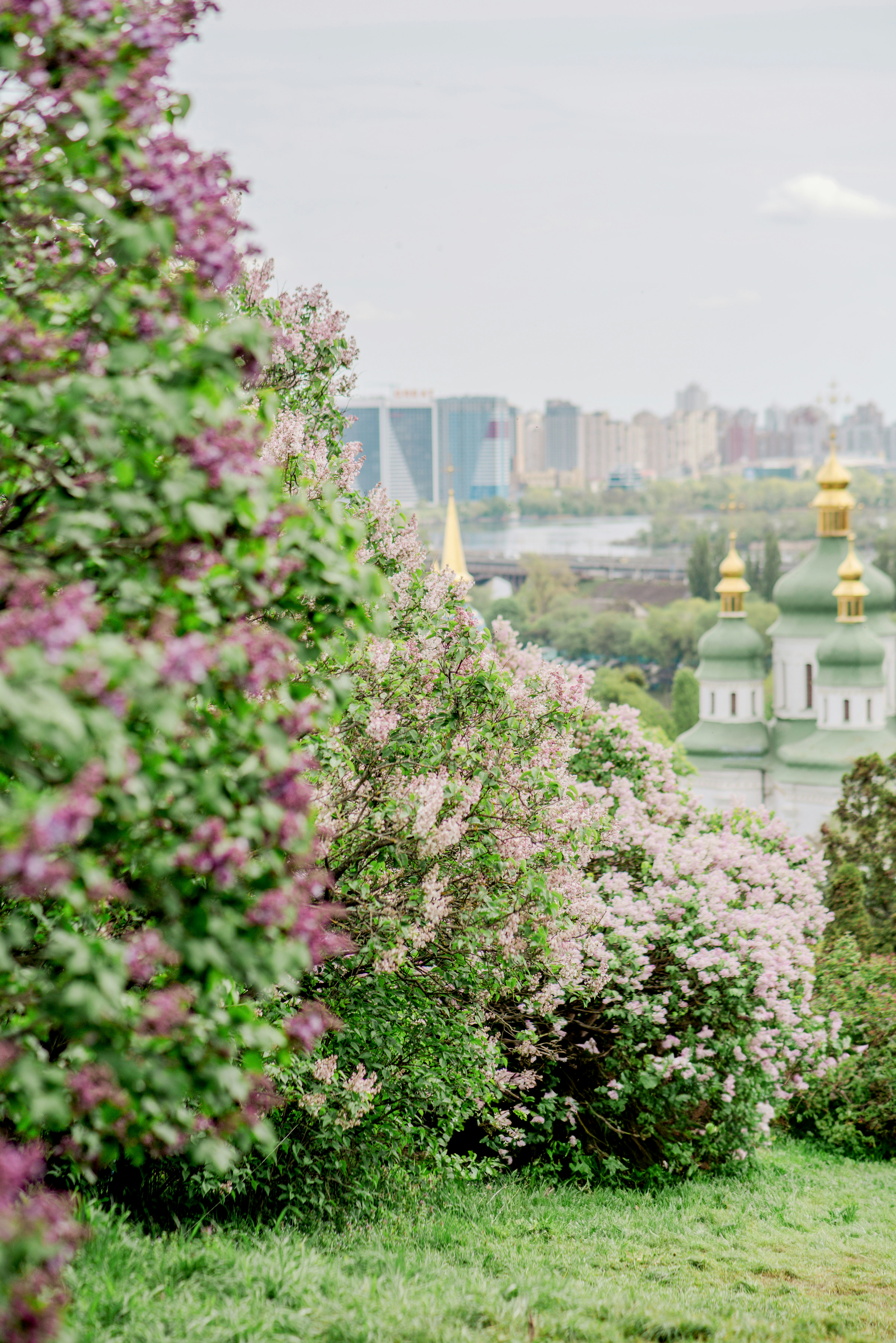 Blossoms in Green and Gold: City Spires Framed by a Thread of Pink