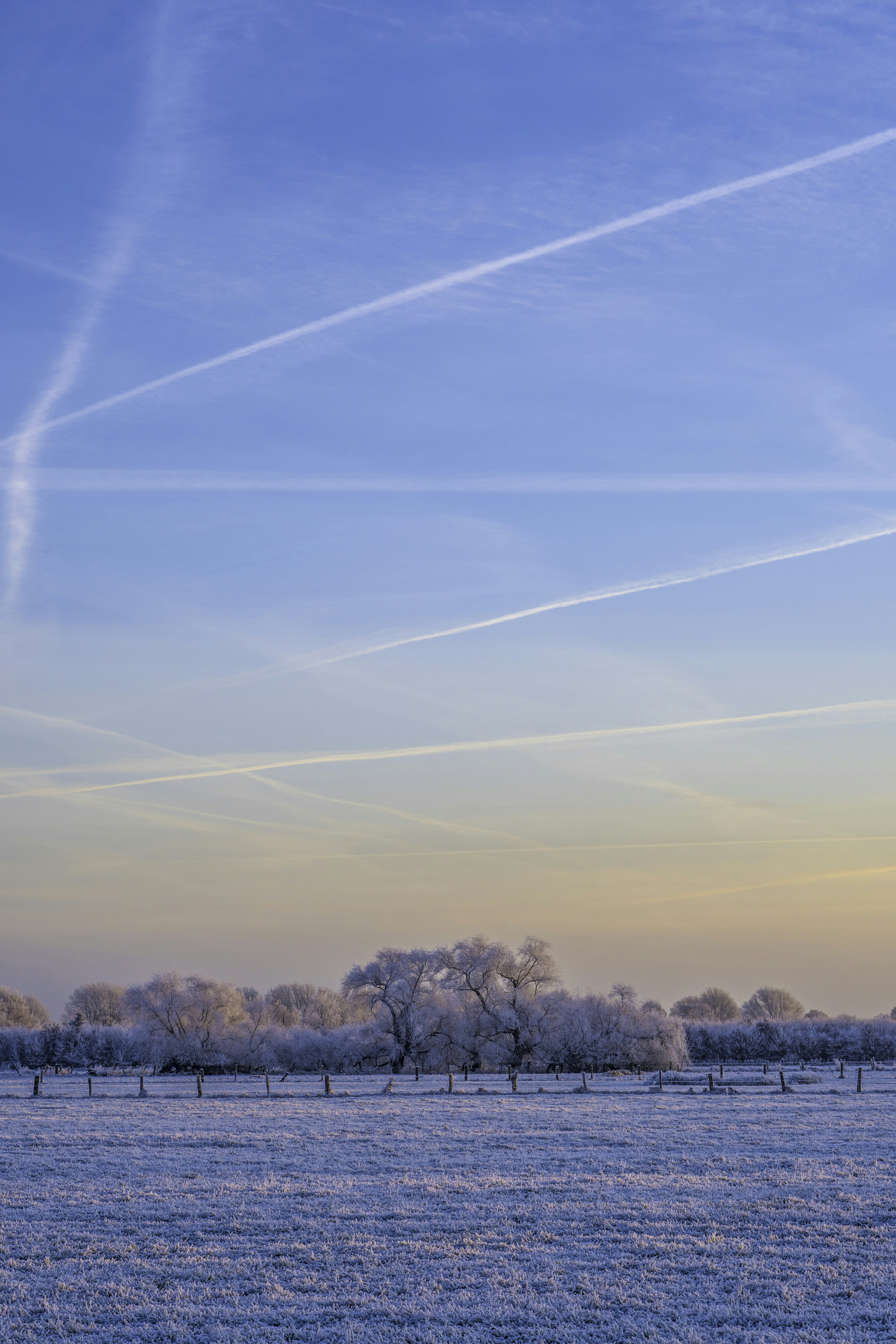 Winter Dawn Over a Frosted Orchard