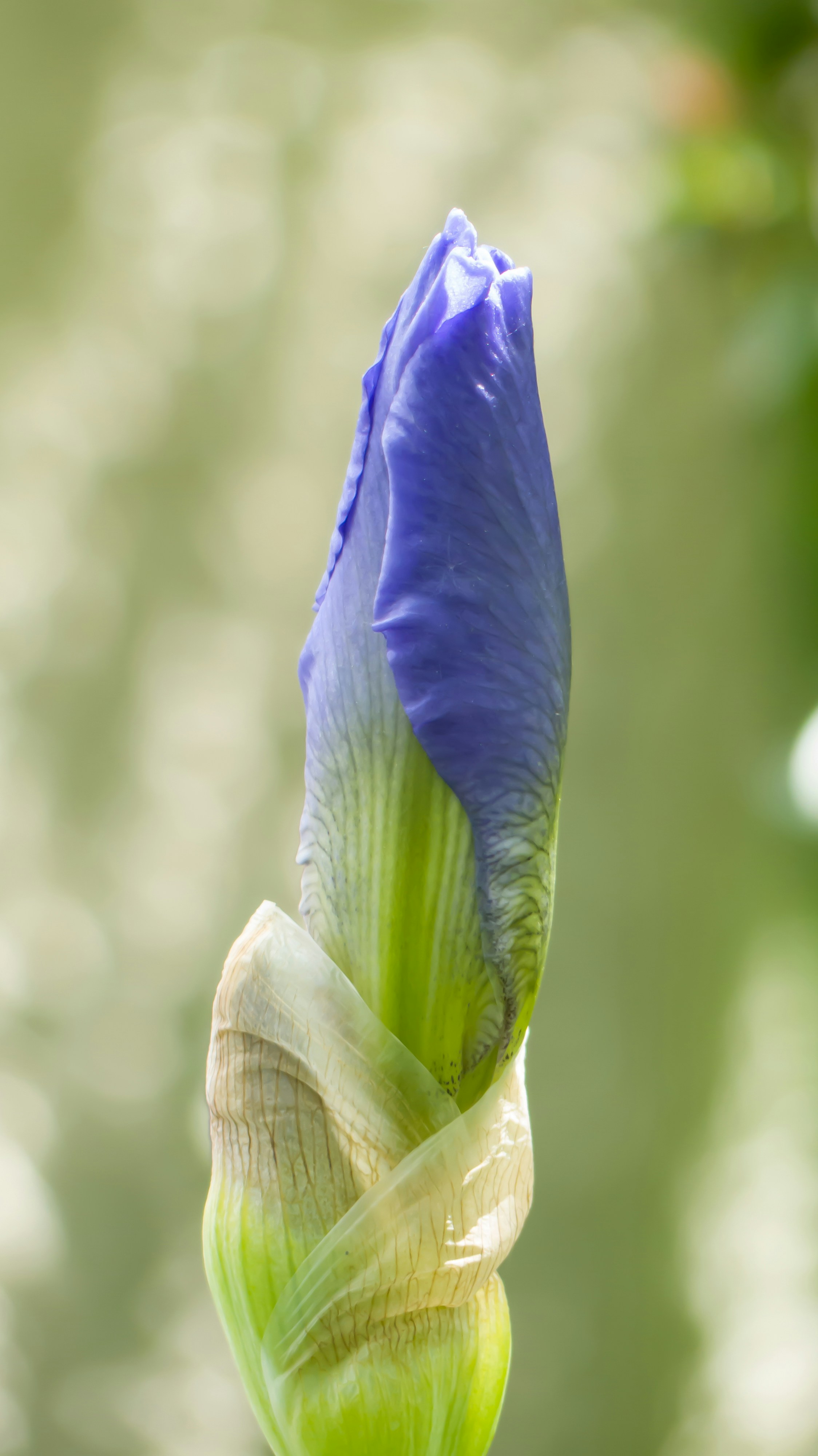 Indigo Iris Bud Rising Through Soft Backlight