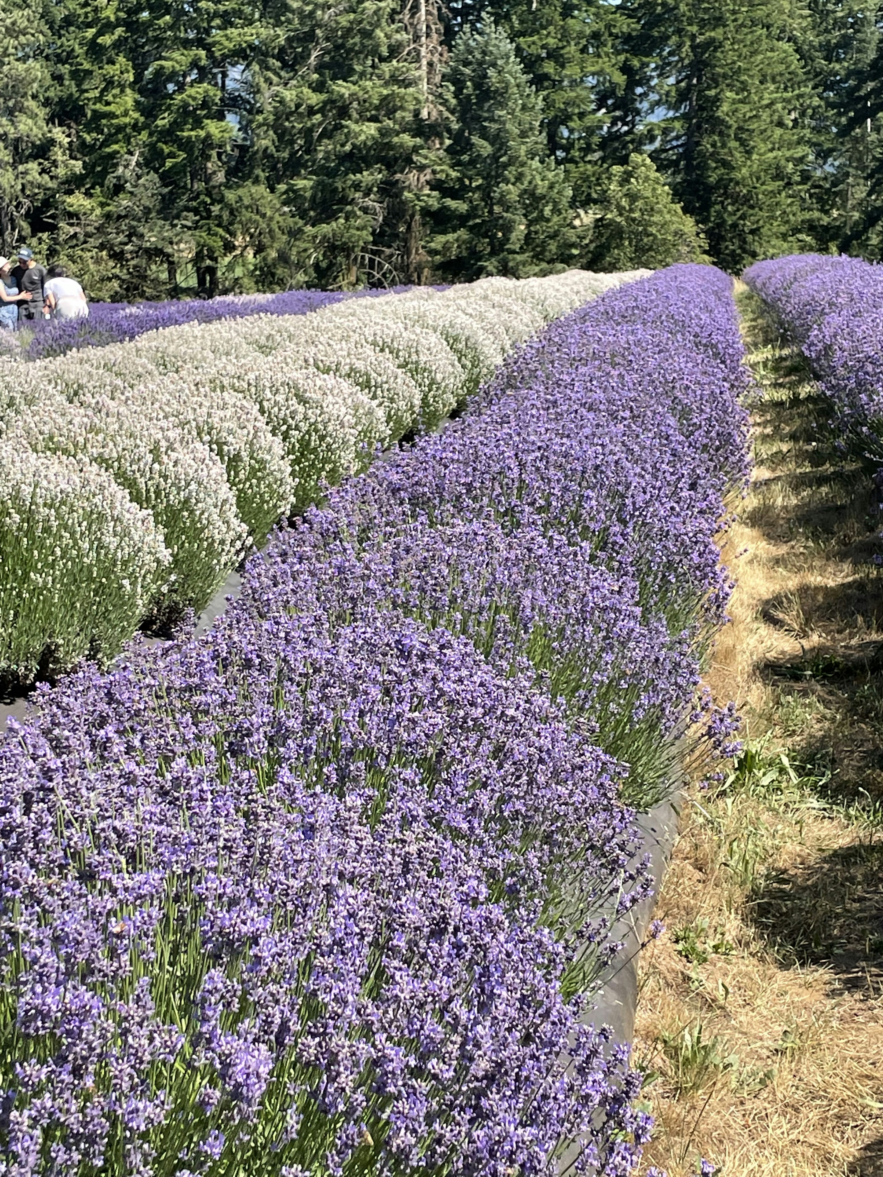 Lavender Lanes: A Converging Sea of Purple Rows