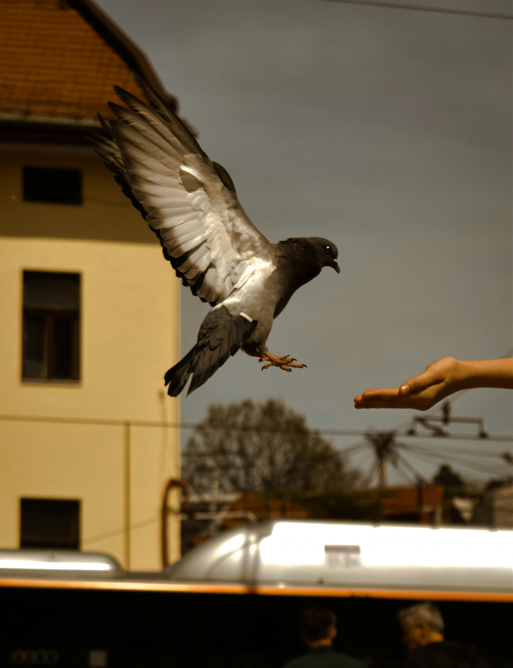 Wingbeat at the Edge of Hand: Pigeon Rises Over a Sunlit Urban Street