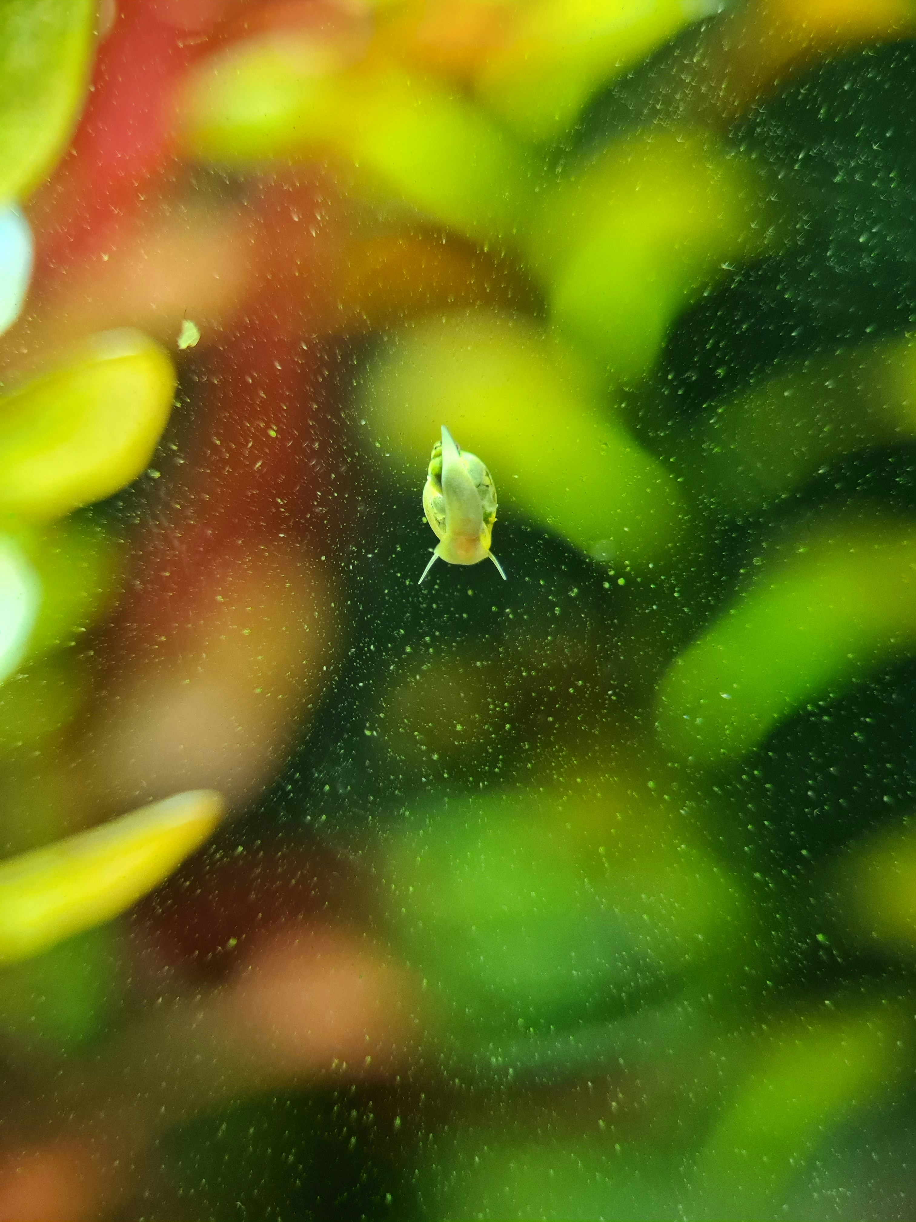 a small yellow flower sitting on top of a window sill