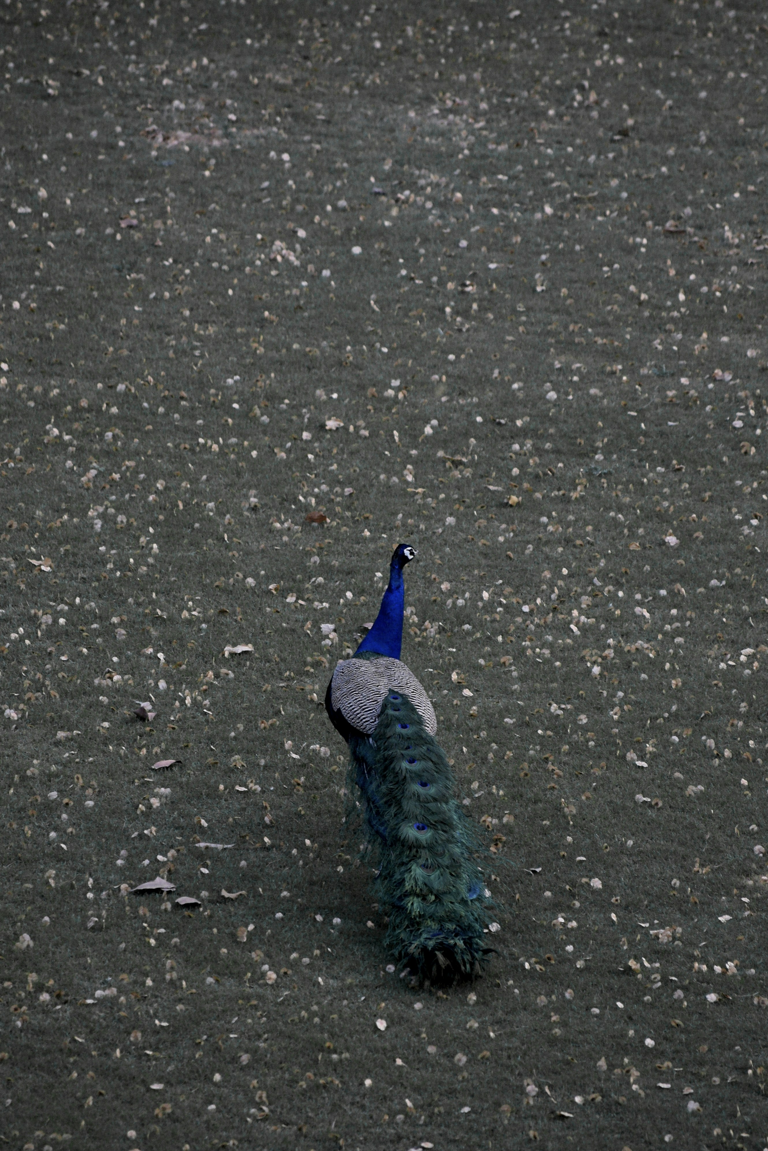 Blue Crest on a Dusty Path: A Peacock's Quiet Stride