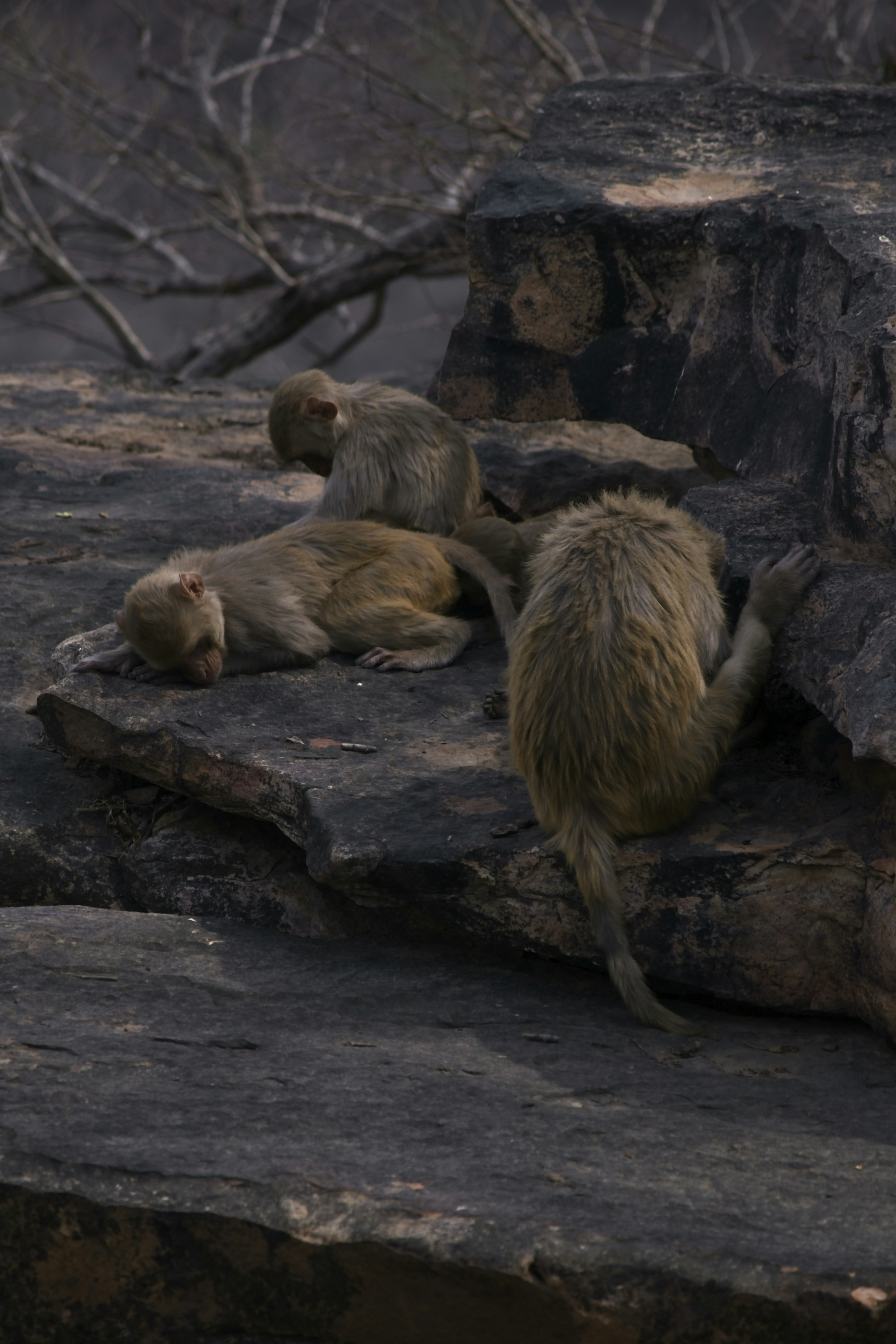 Three Long-Tailed Macaques Rest on Weathered Lava Rock at Dusk