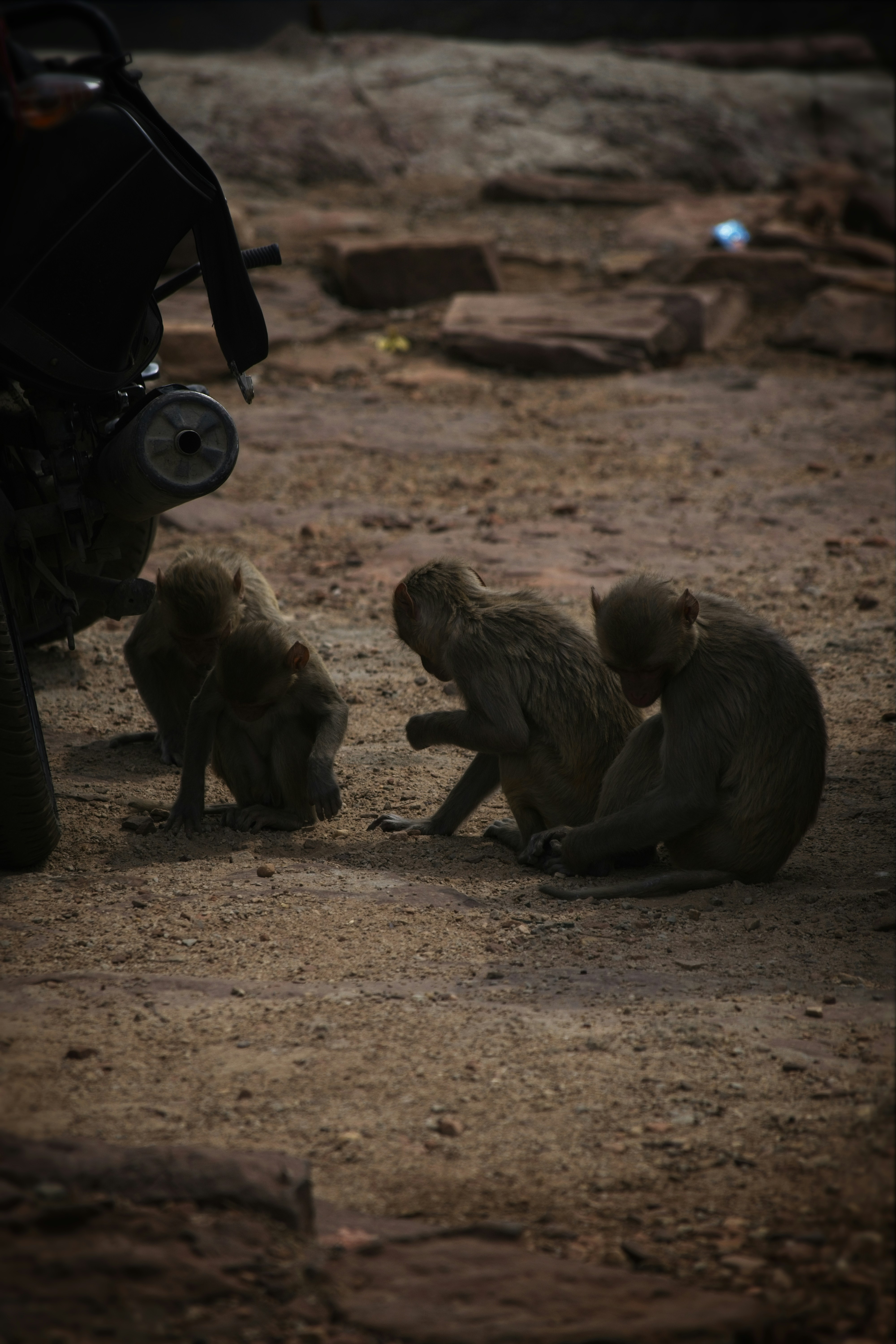 Dusty Roadside Pause: Monkeys by a Quiet Motorcycle