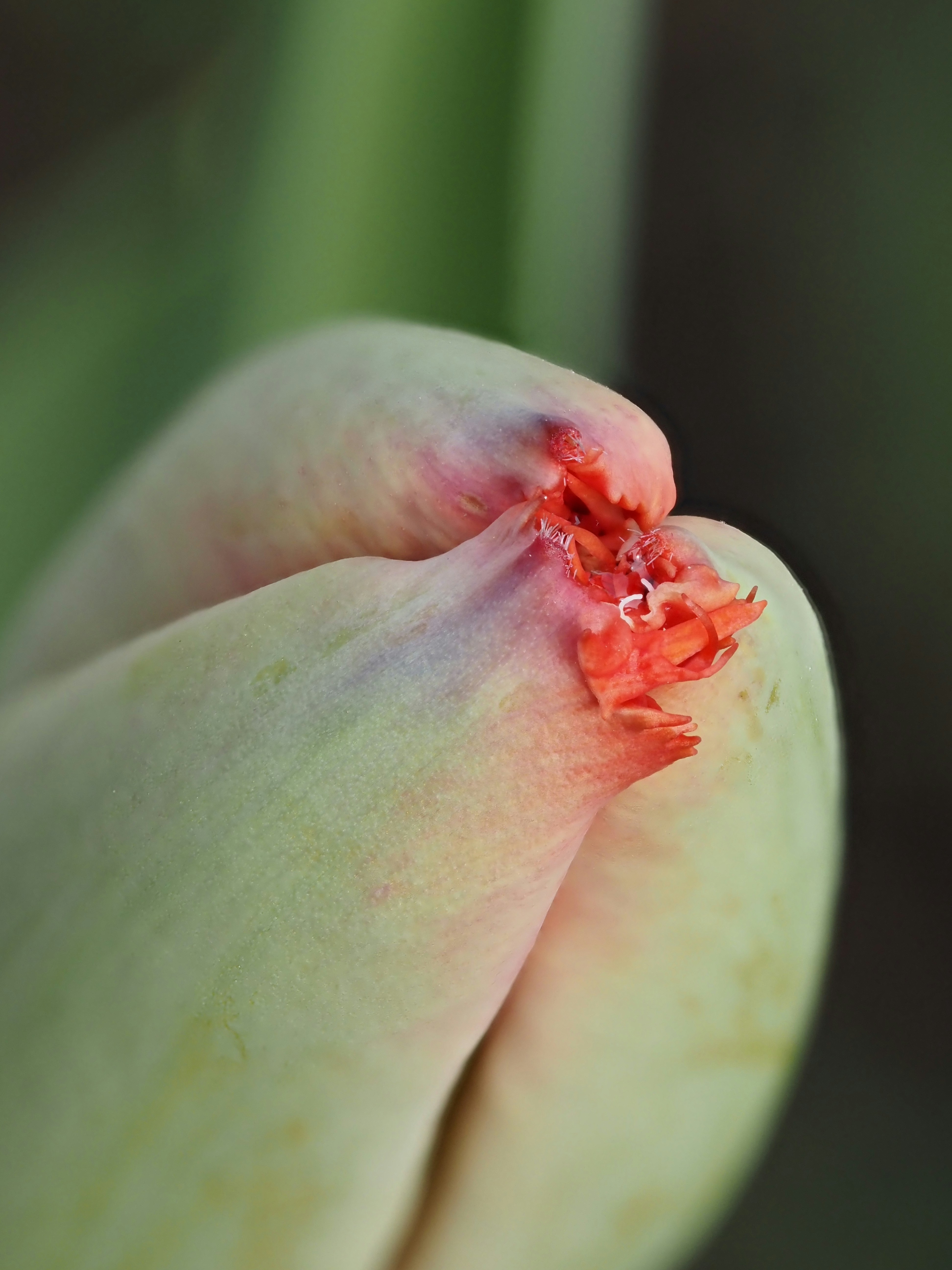 Edge Burst: Coral Core Revealed in a Pale Bud