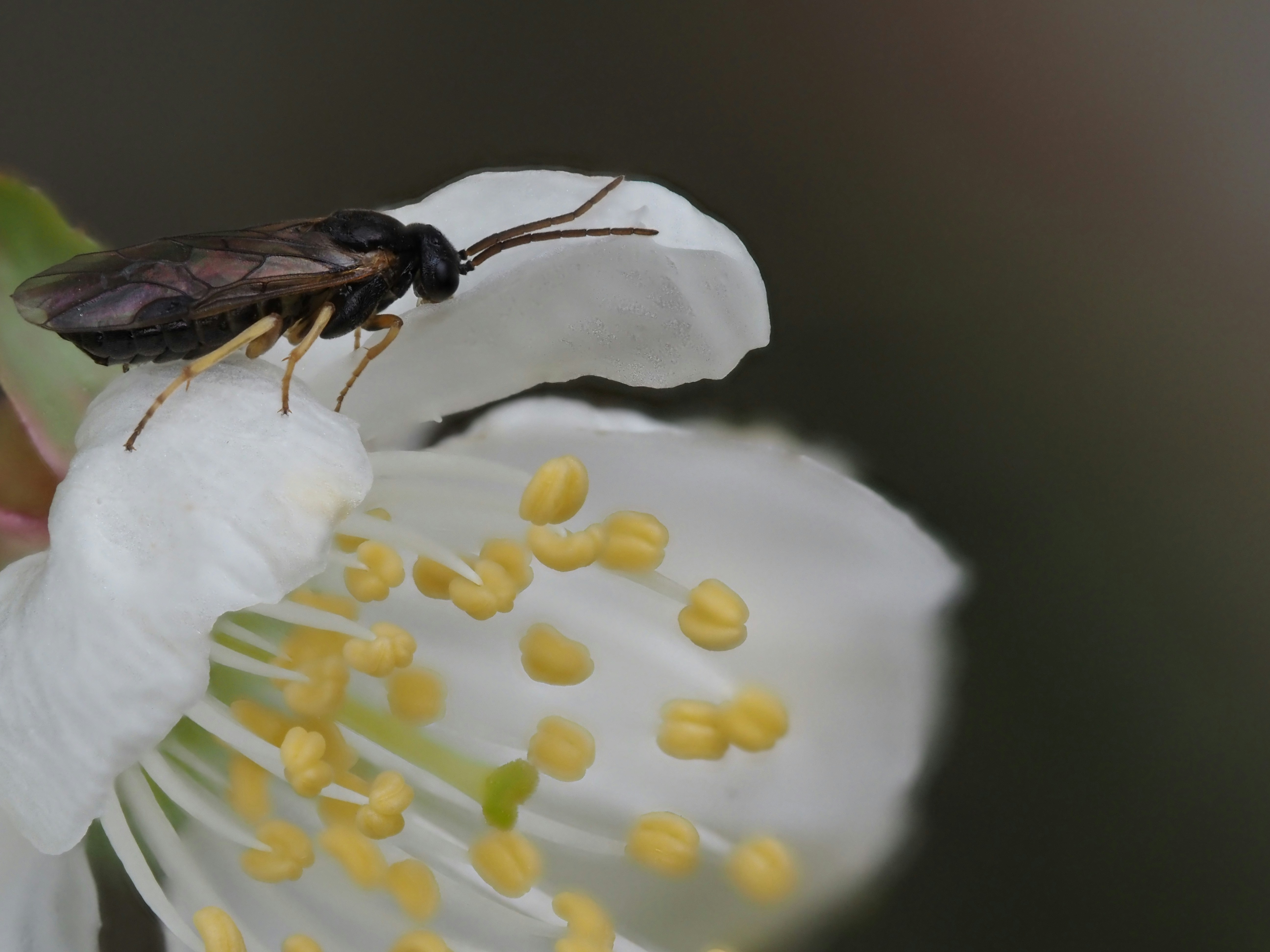Edge of Nectar: a Tiny Wasp on a White Blossom