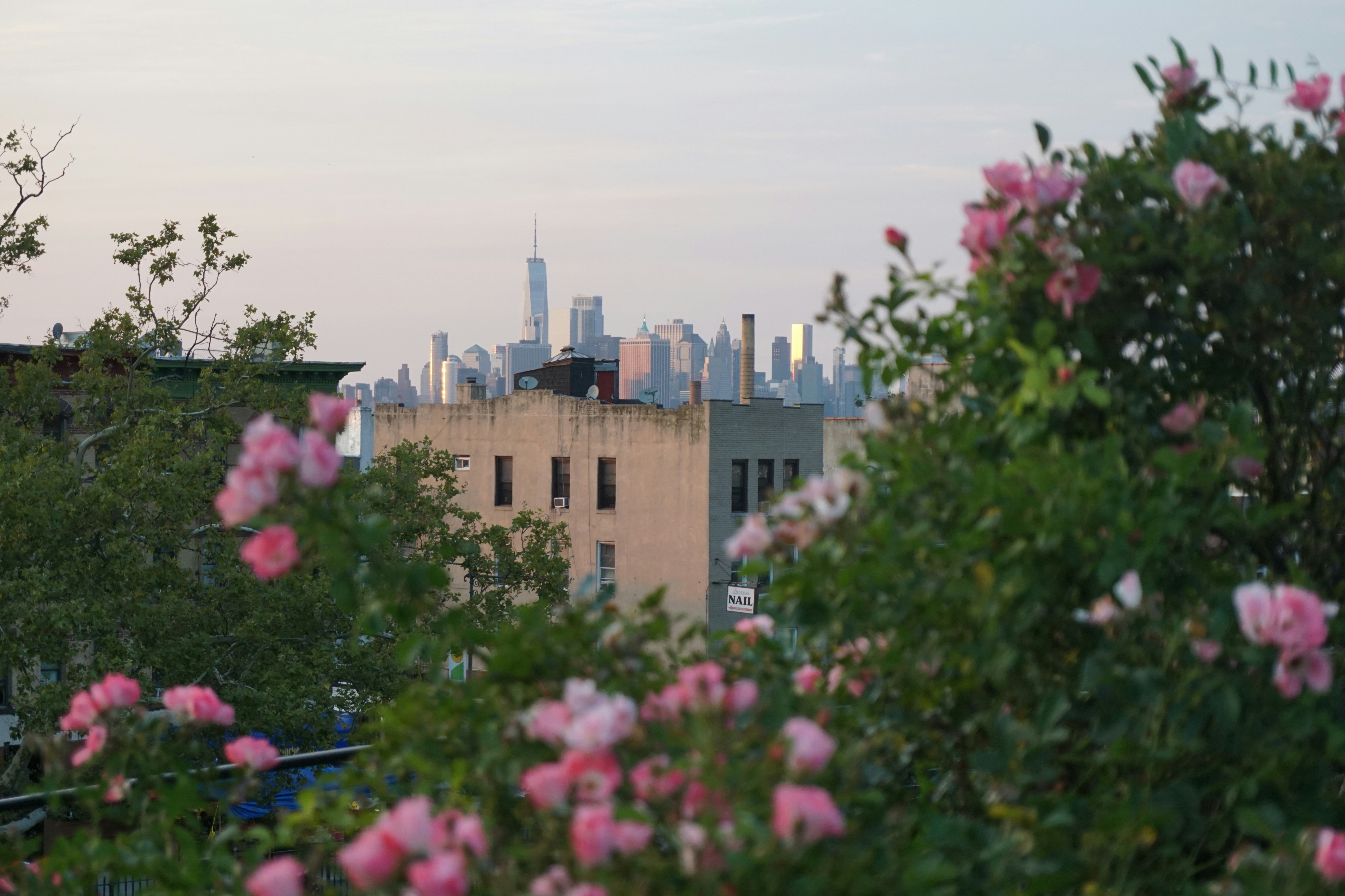 Pink rose bushes frame a distant urban skyline, highlighting the contrast between natural blooms and the city’s towers.