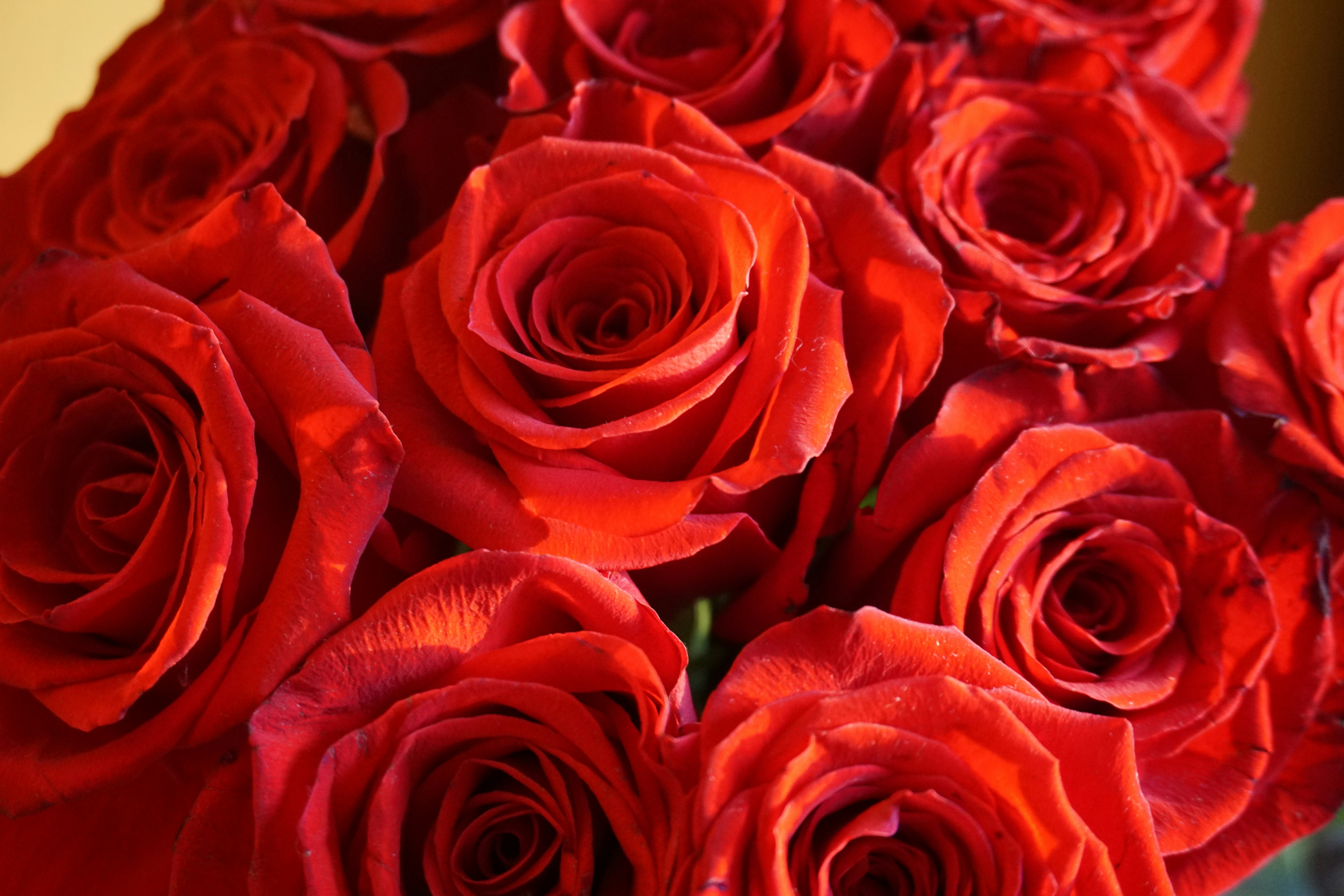 A bouquet of red roses in a vase photo – Free Flowers Image on Unsplash
