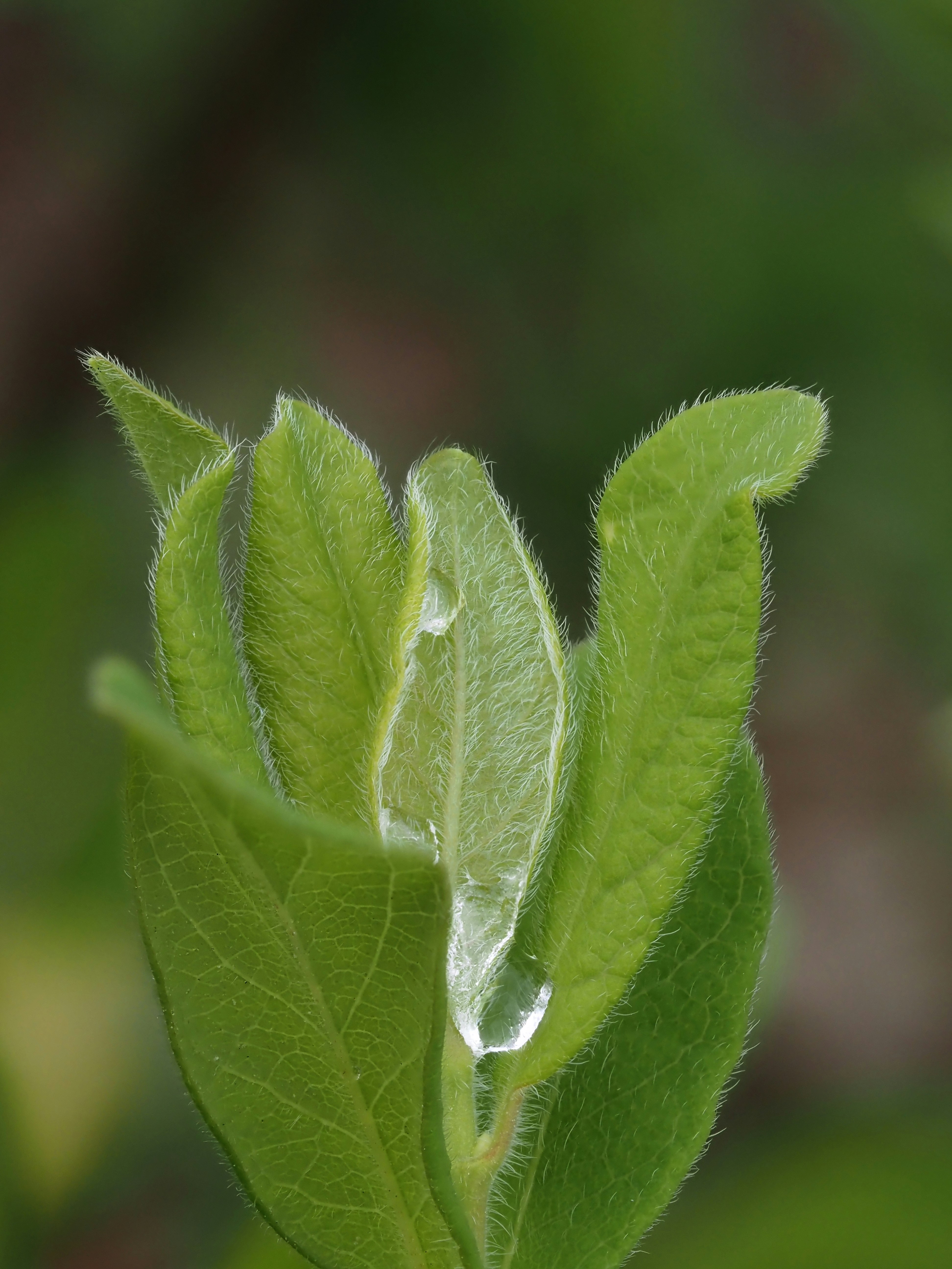 raindrops on honeysuckle leaves