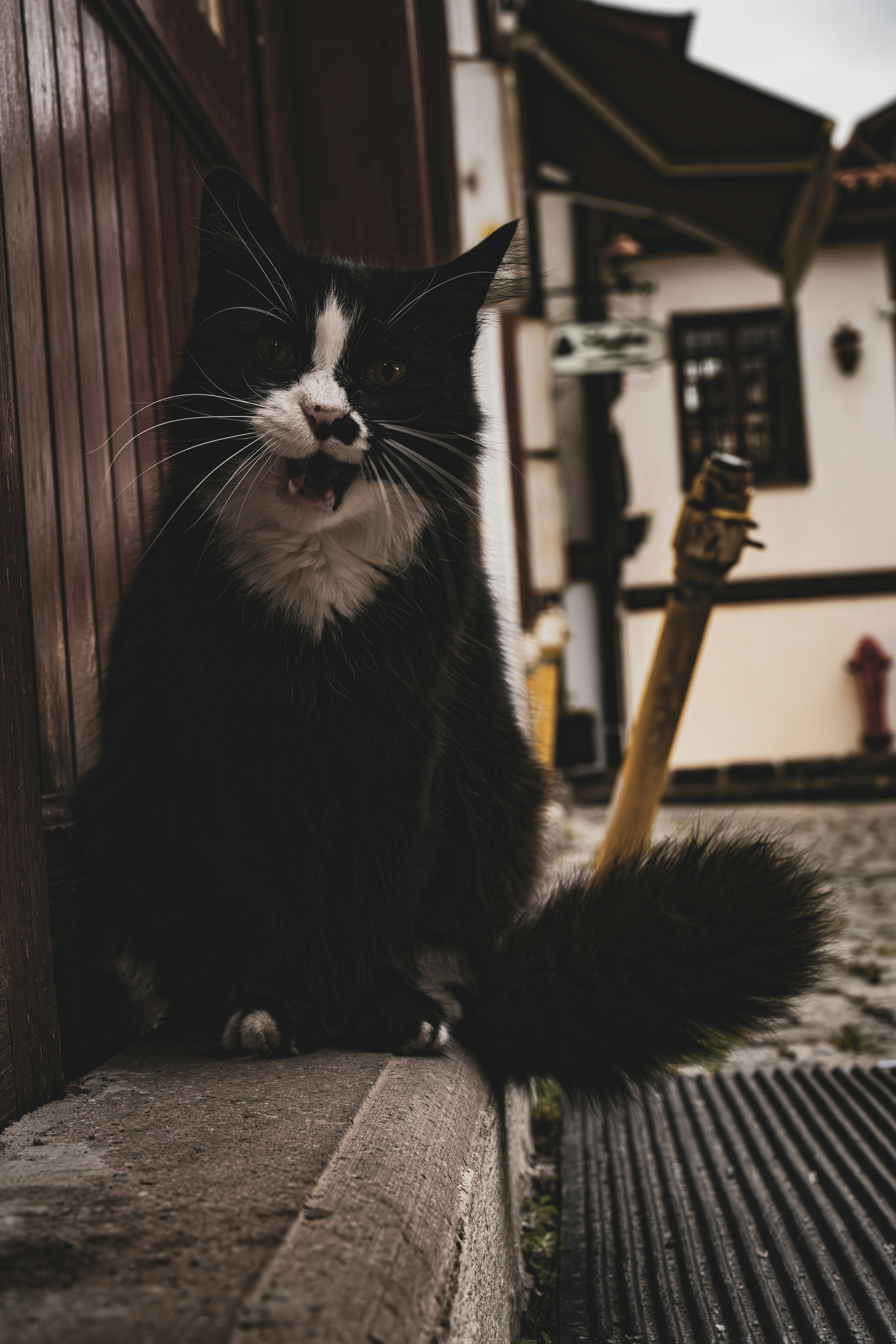 Whiskered Sentinel on a Narrow Alley Step