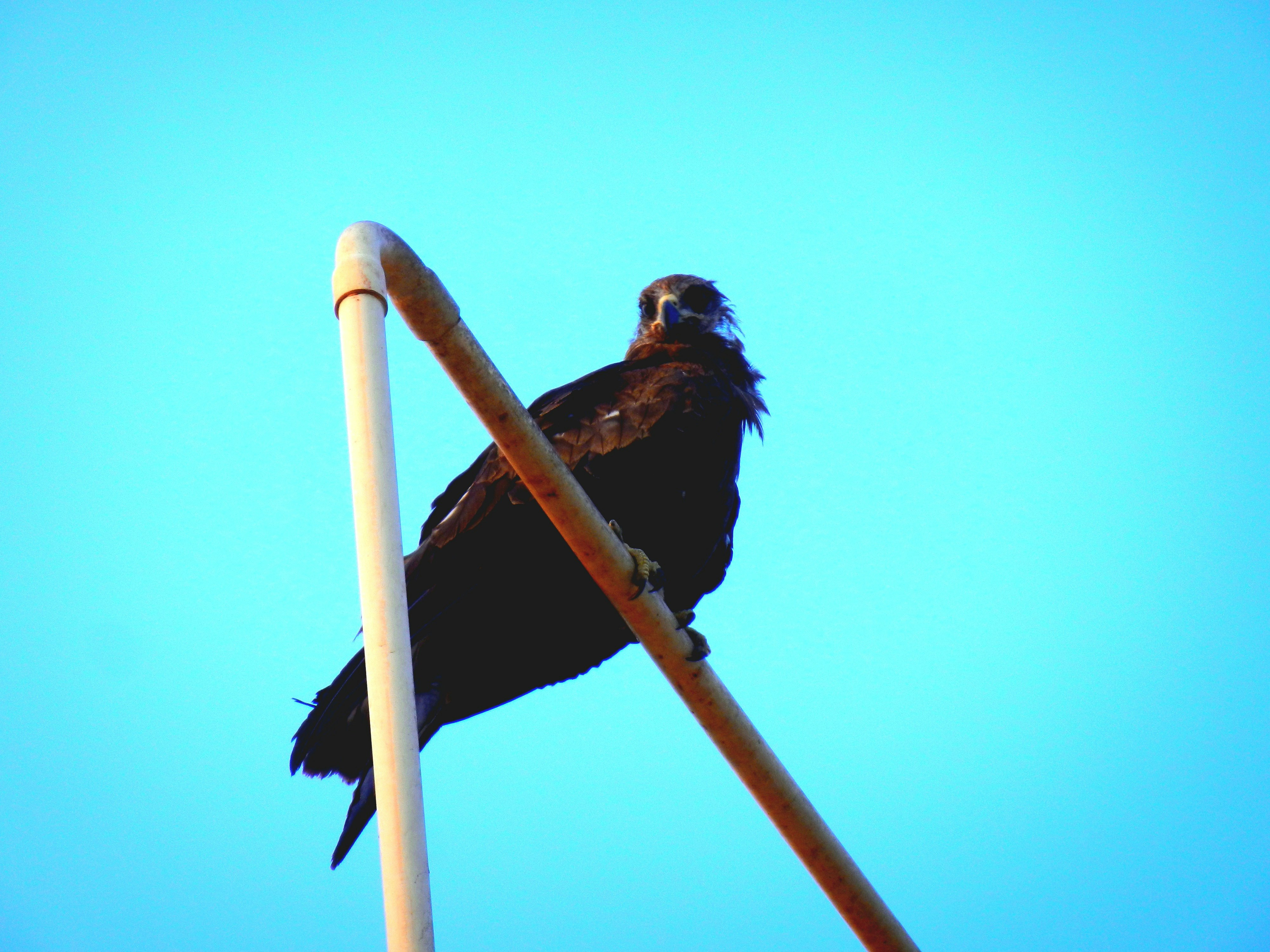 Cobalt Sky Perch: a solitary dark bird on a diagonal pole