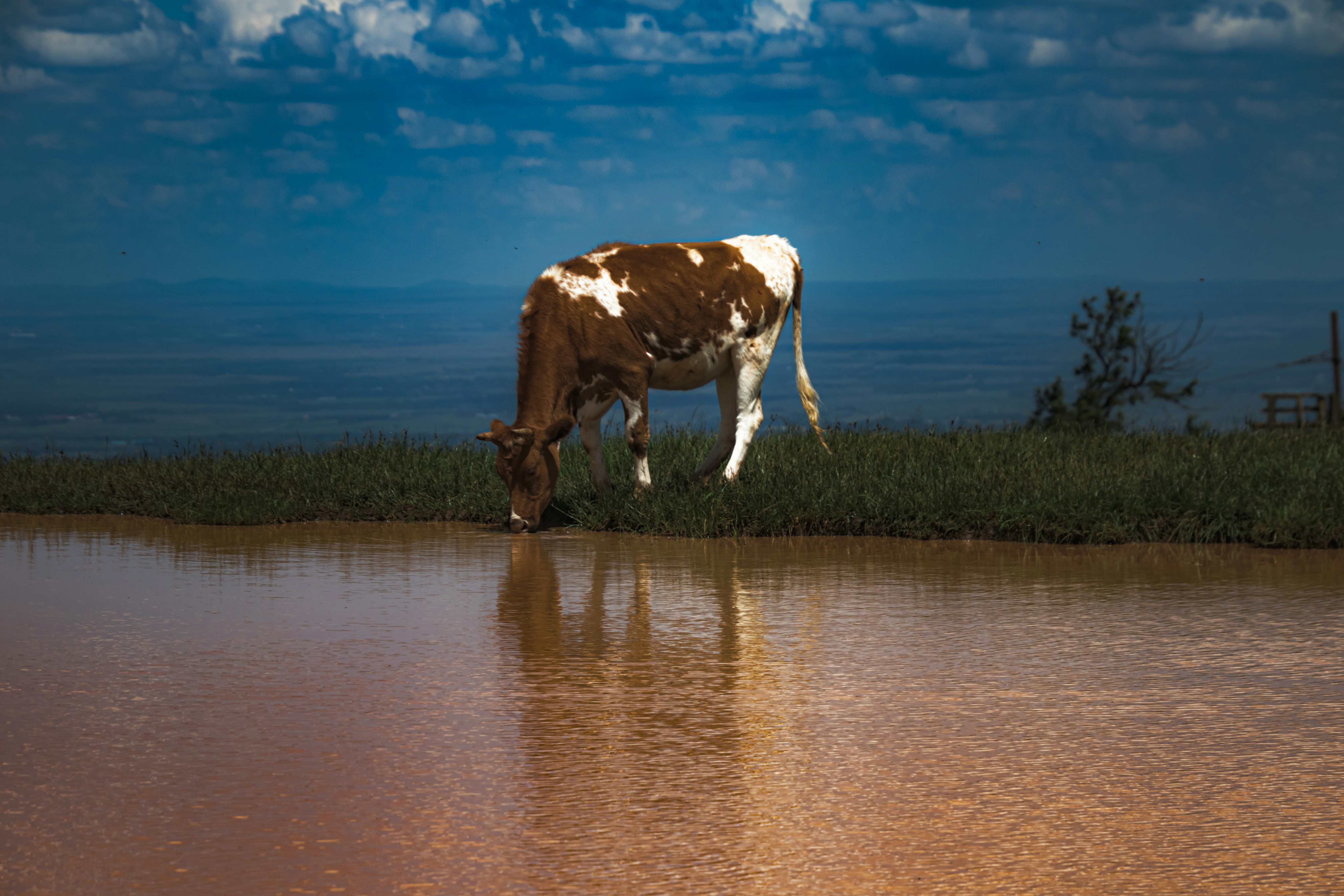 Pasture Edge Reverie: Cow Grazing by a Reflective Bank
