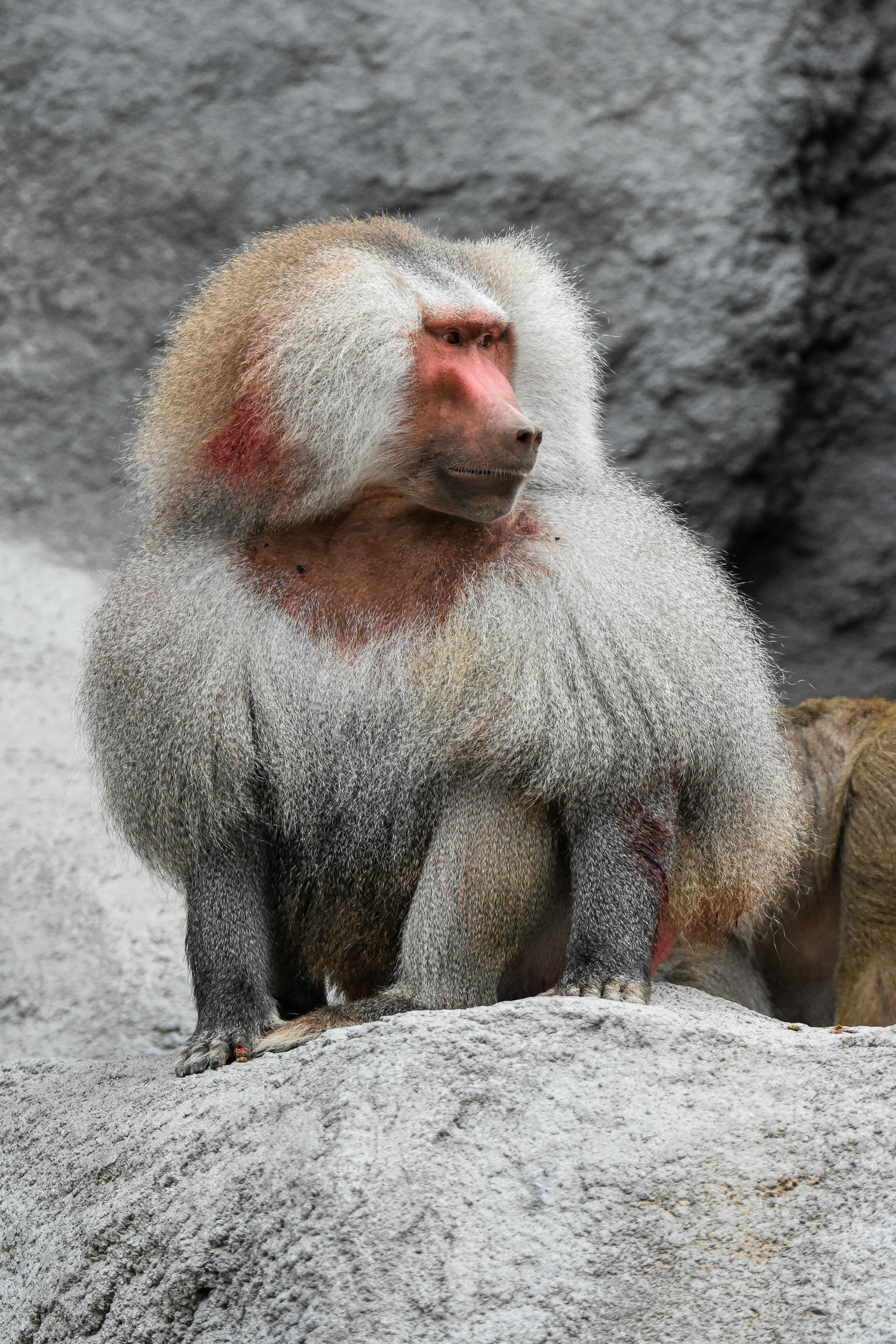 Granite Portrait: A Gelada's Red-faced Gaze on Weathered Rock