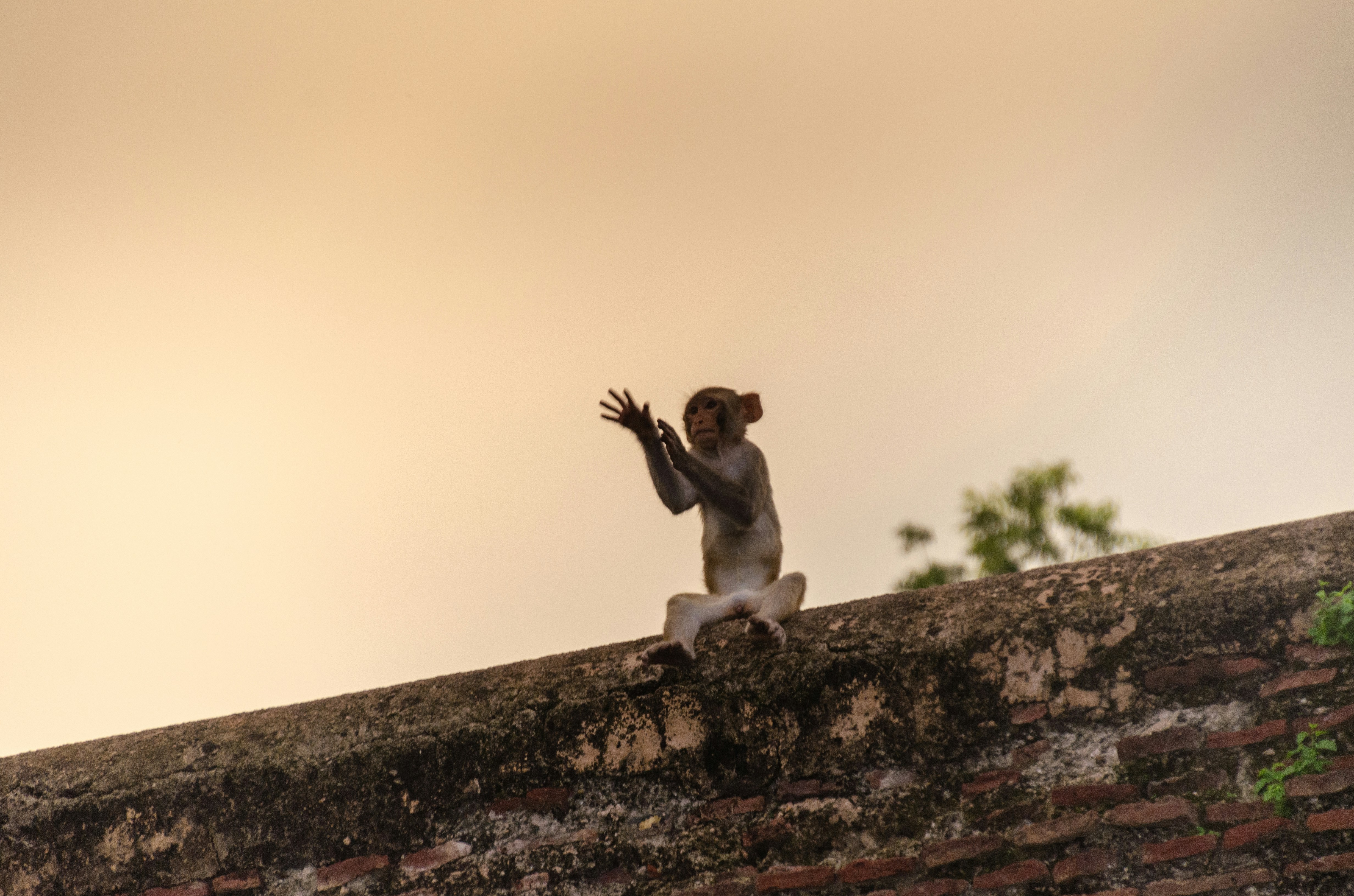A monkey sitting on top of a brick wall photo – Free Agra Image on Unsplash