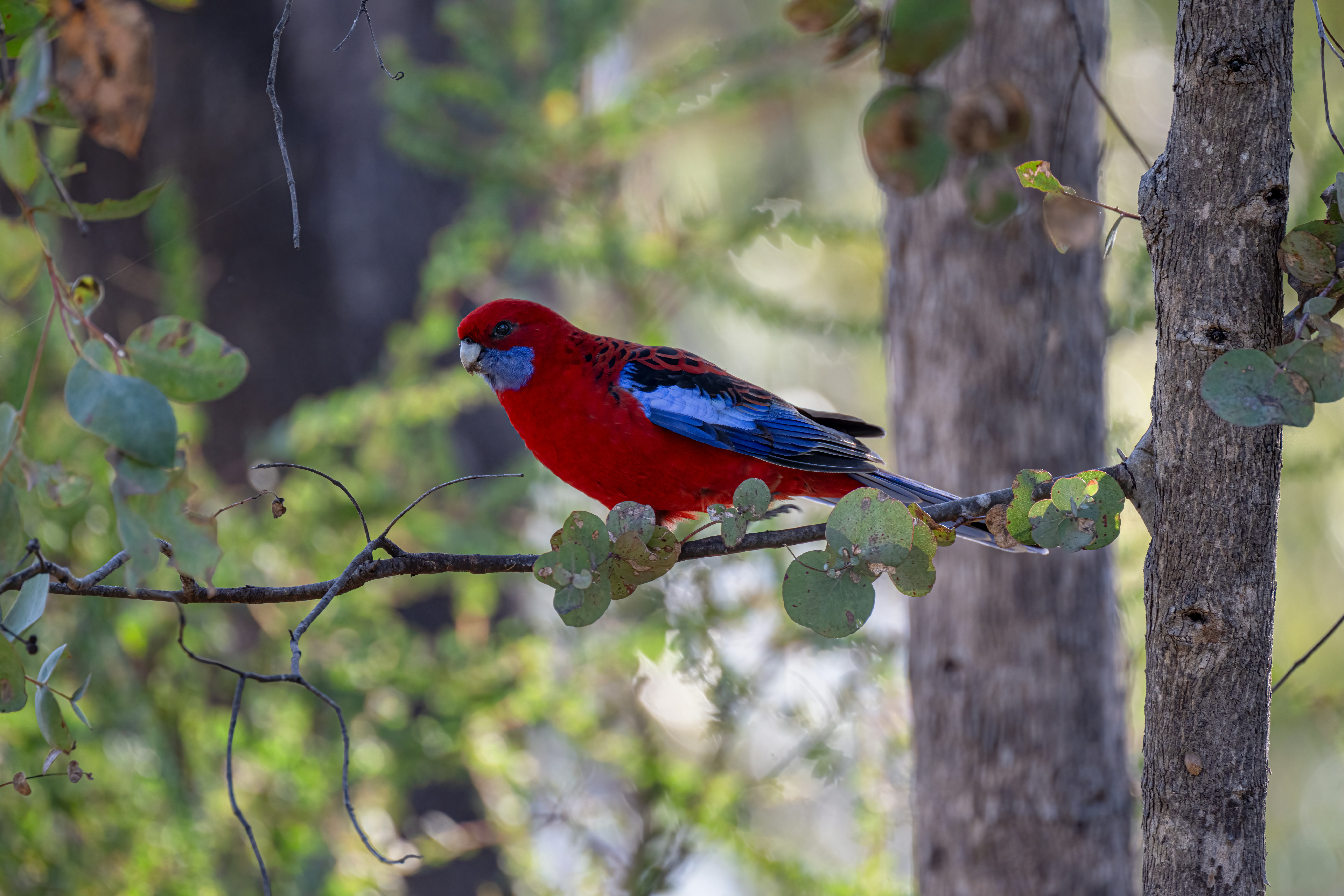 A red and blue bird perched on a tree branch photo – Free Bird Image on ...