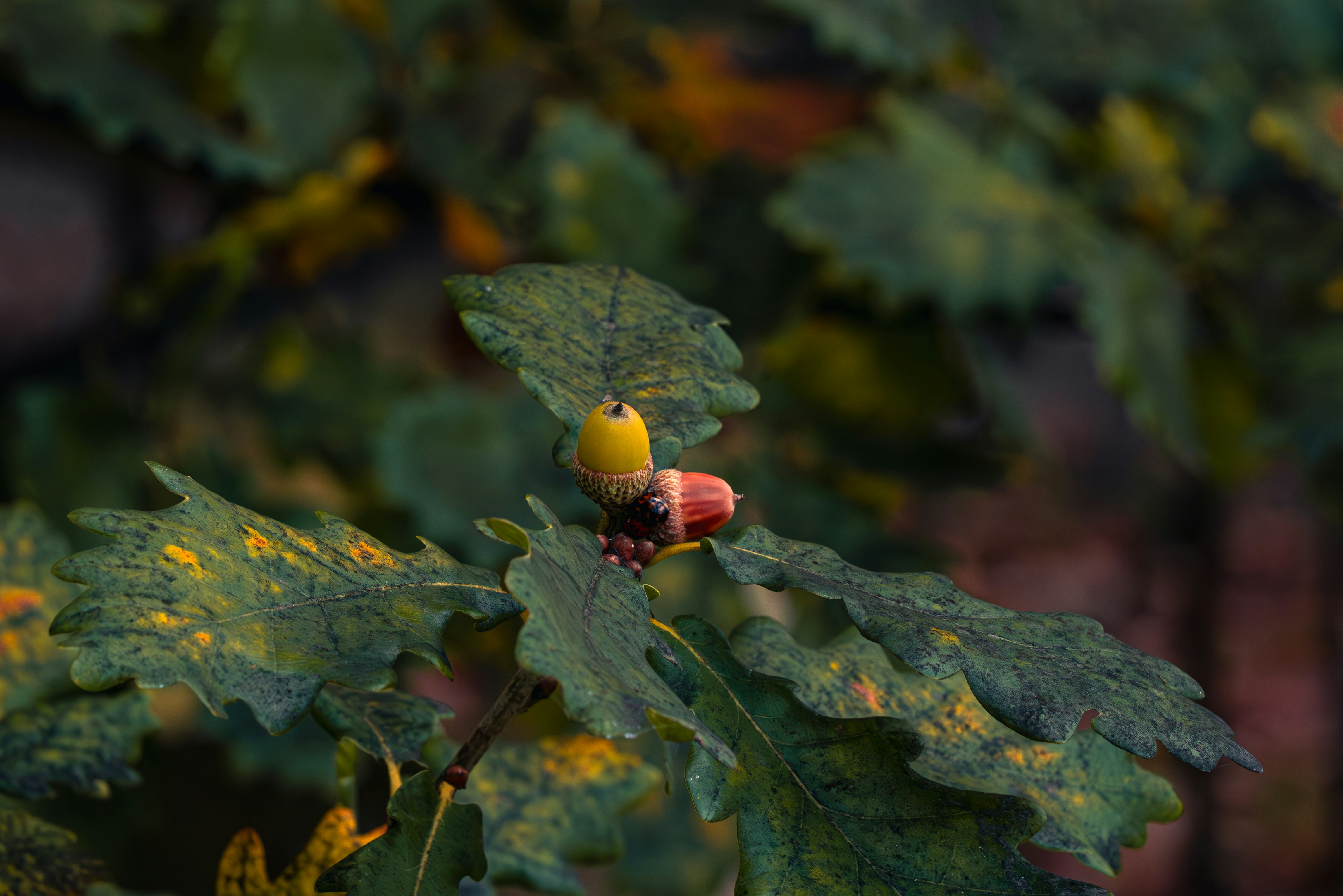 Mighty oaks from little acorns grow - by Debbie Meredith
