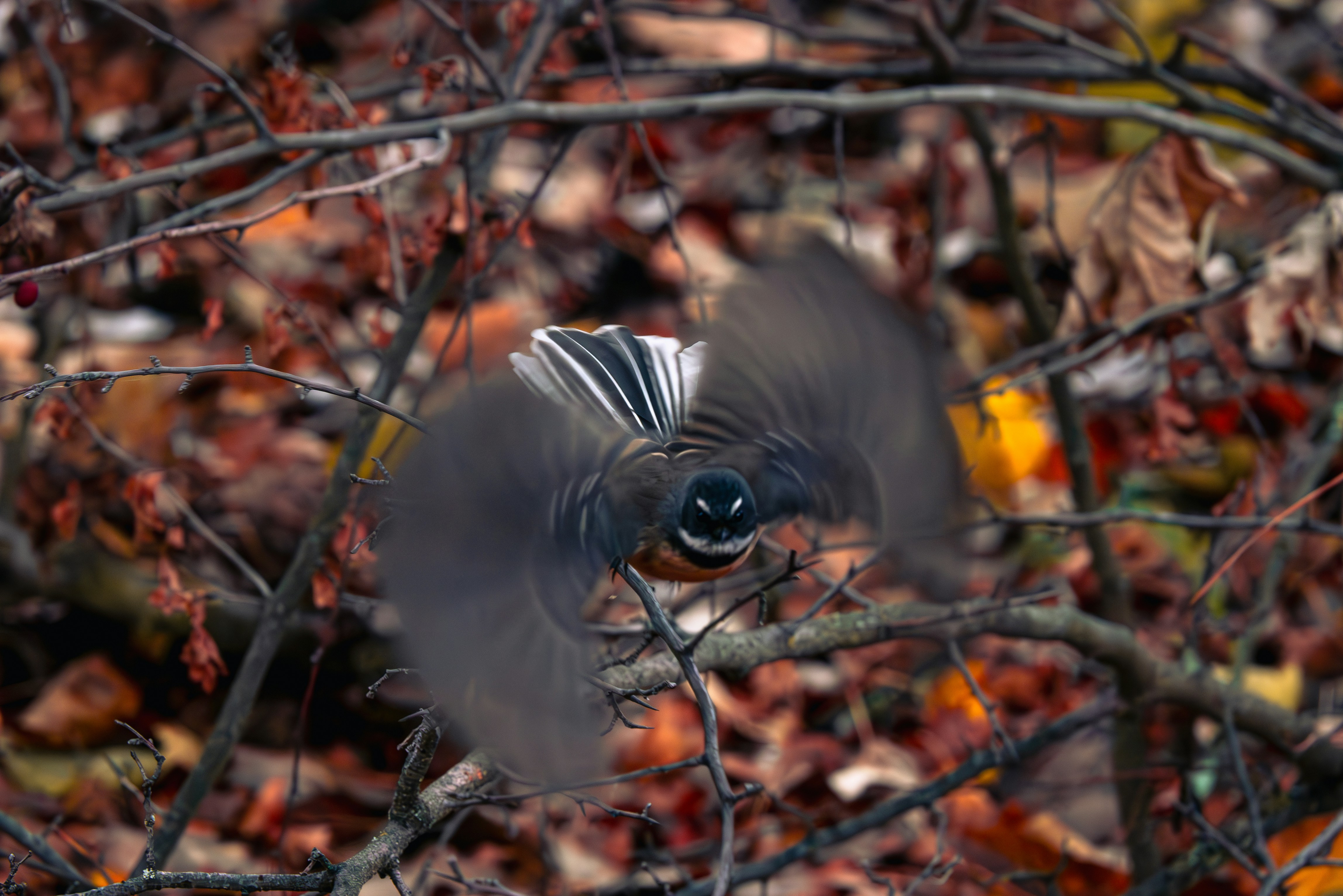 Wingbeat Through the Twigs: A Moment of Autumn in Motion