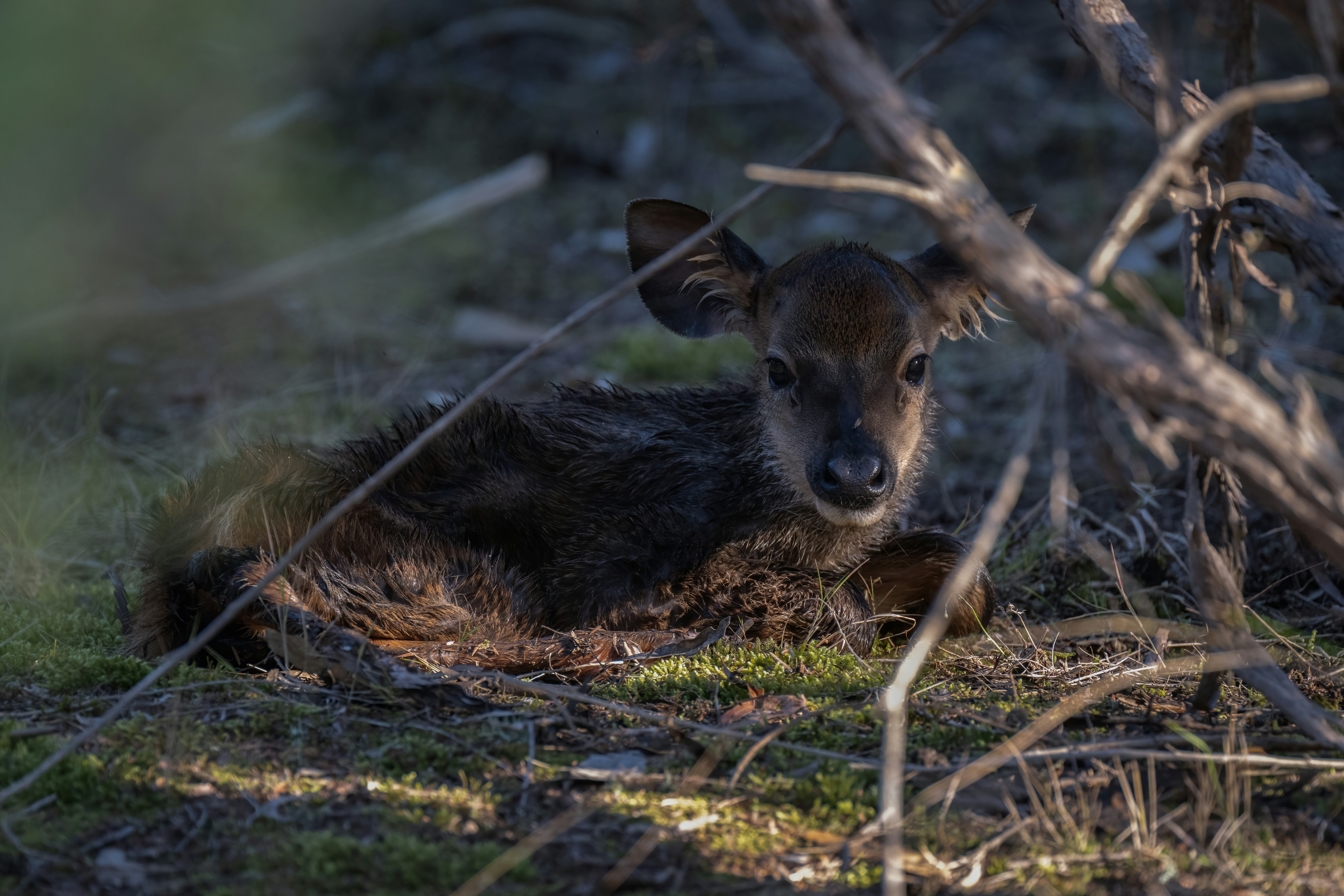 Hidden Pup in the Underbrush: a Quiet Moment of Rest