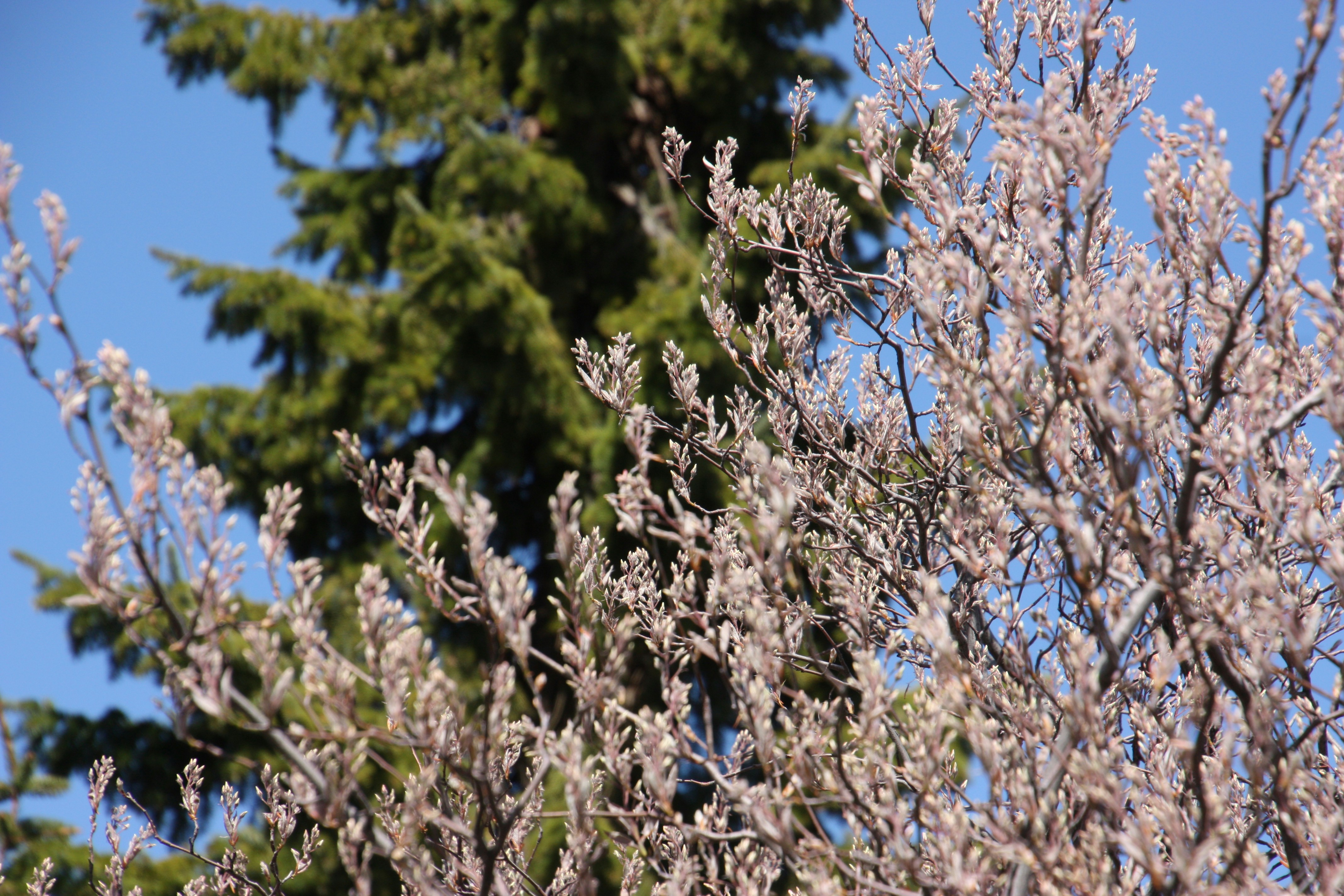 Blossoms Against a Clear Sky: Pale Pink Clusters Framing Evergreen Veil