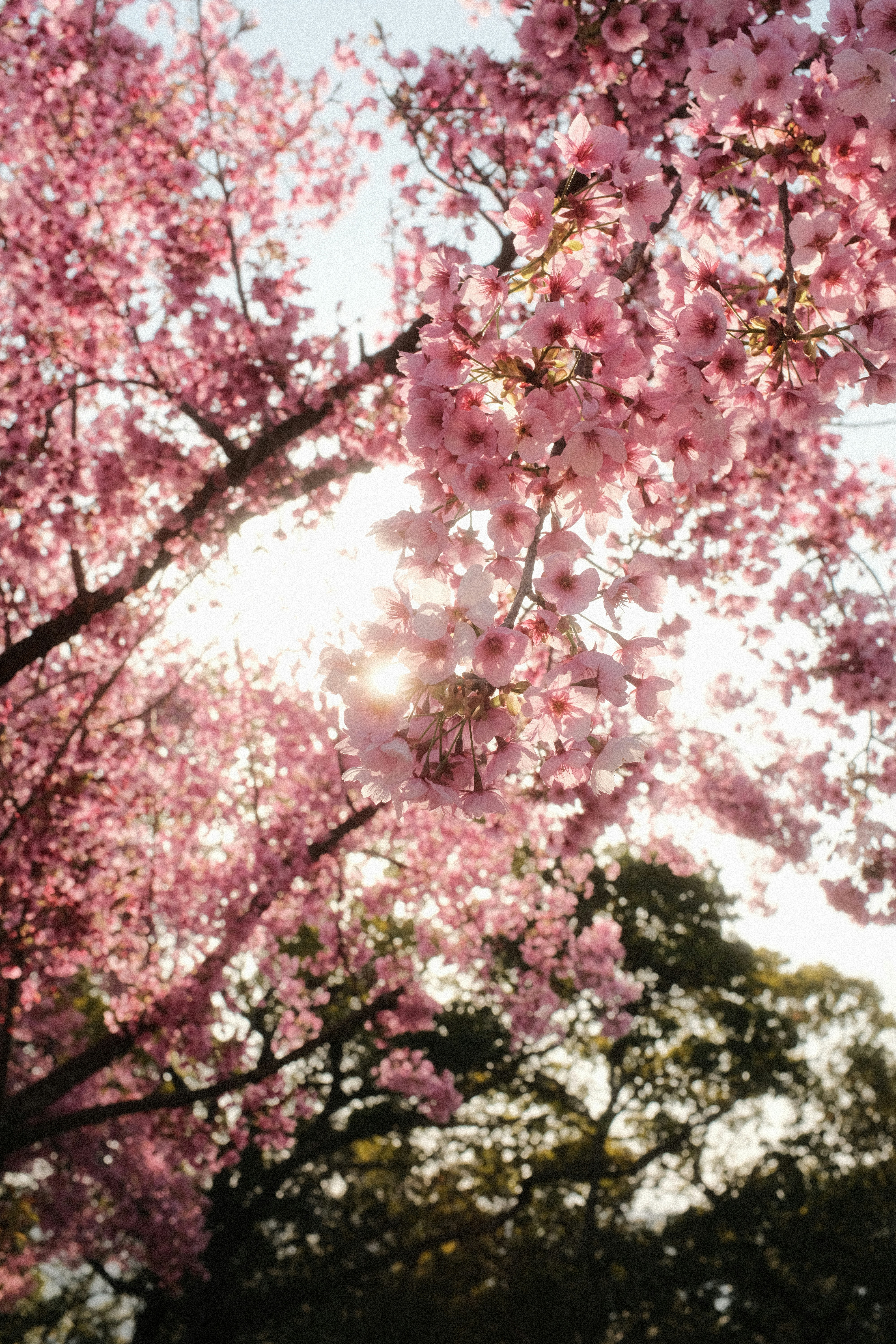 The sun shines through the branches of a cherry blossom tree photo ...