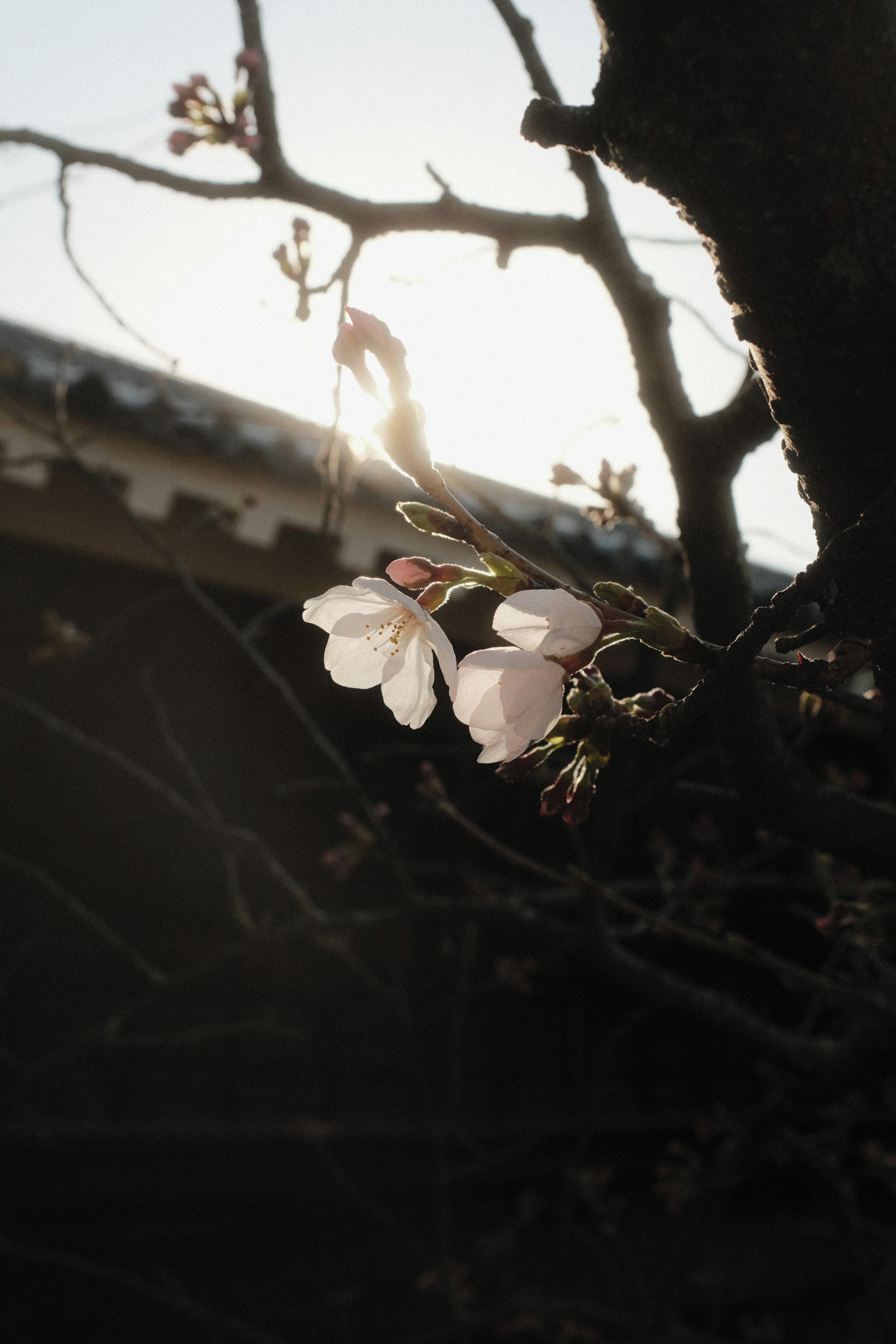 Backlit Sakura: A Delicate White Blossom Framed by Branch and Glow
