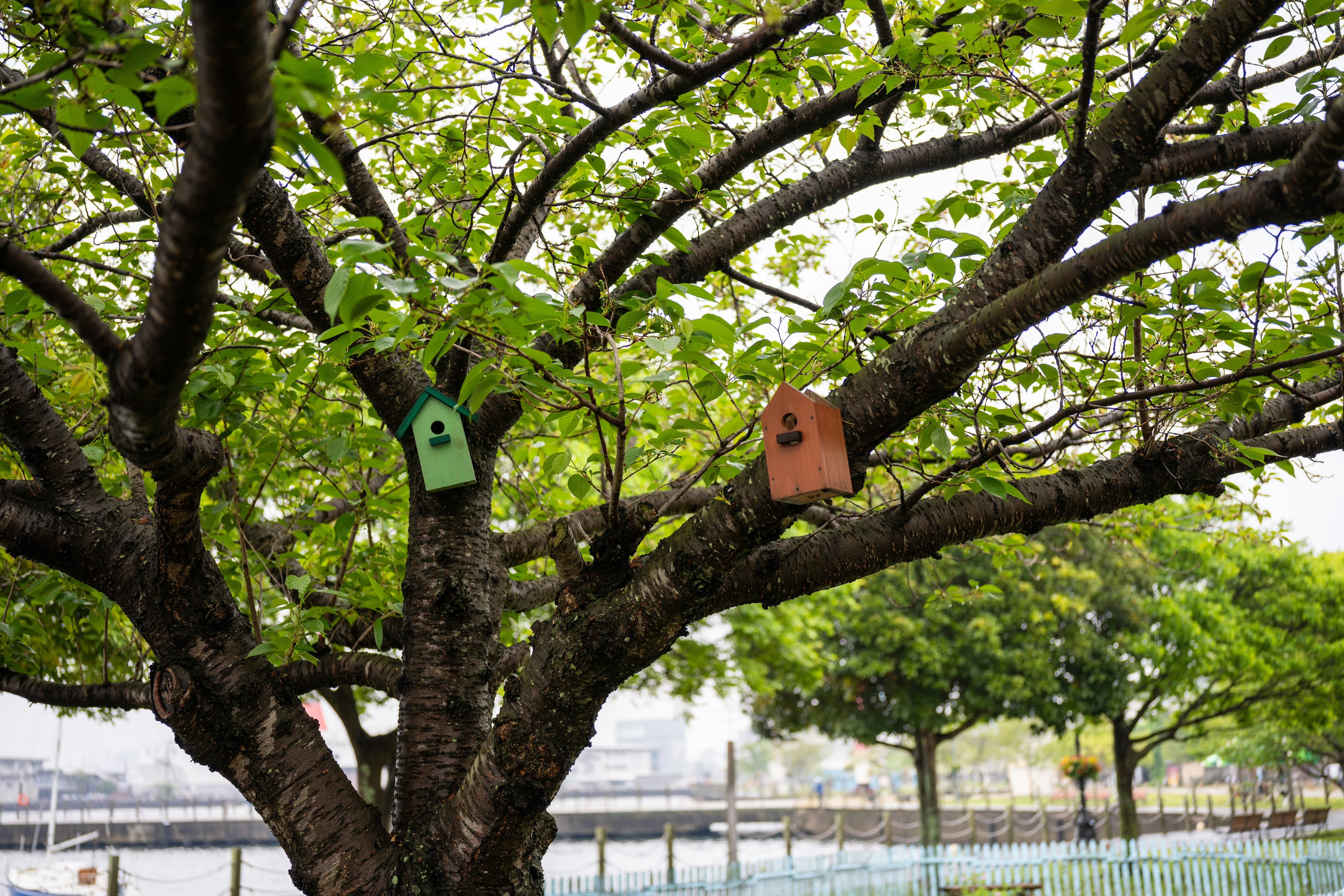 Green and Orange Birdhouses Gracing a Riverside Tree