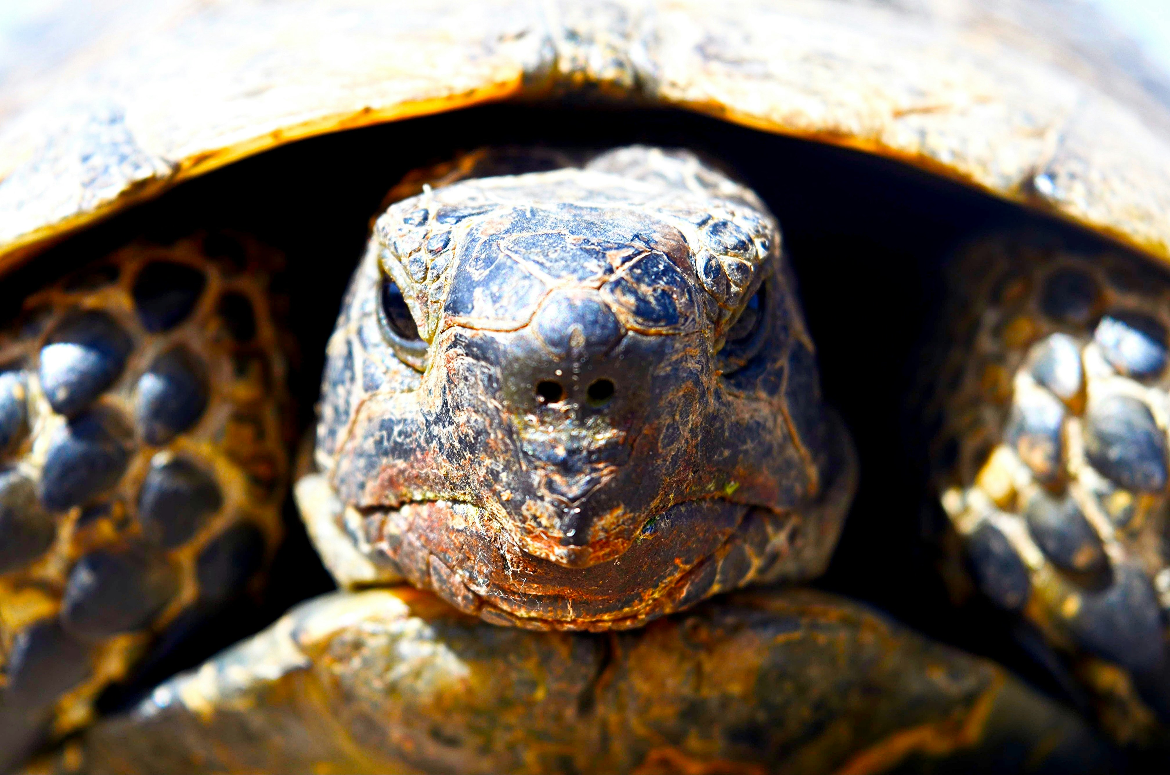 A close up of a tortoise shell photo – Free Turtle Image on Unsplash