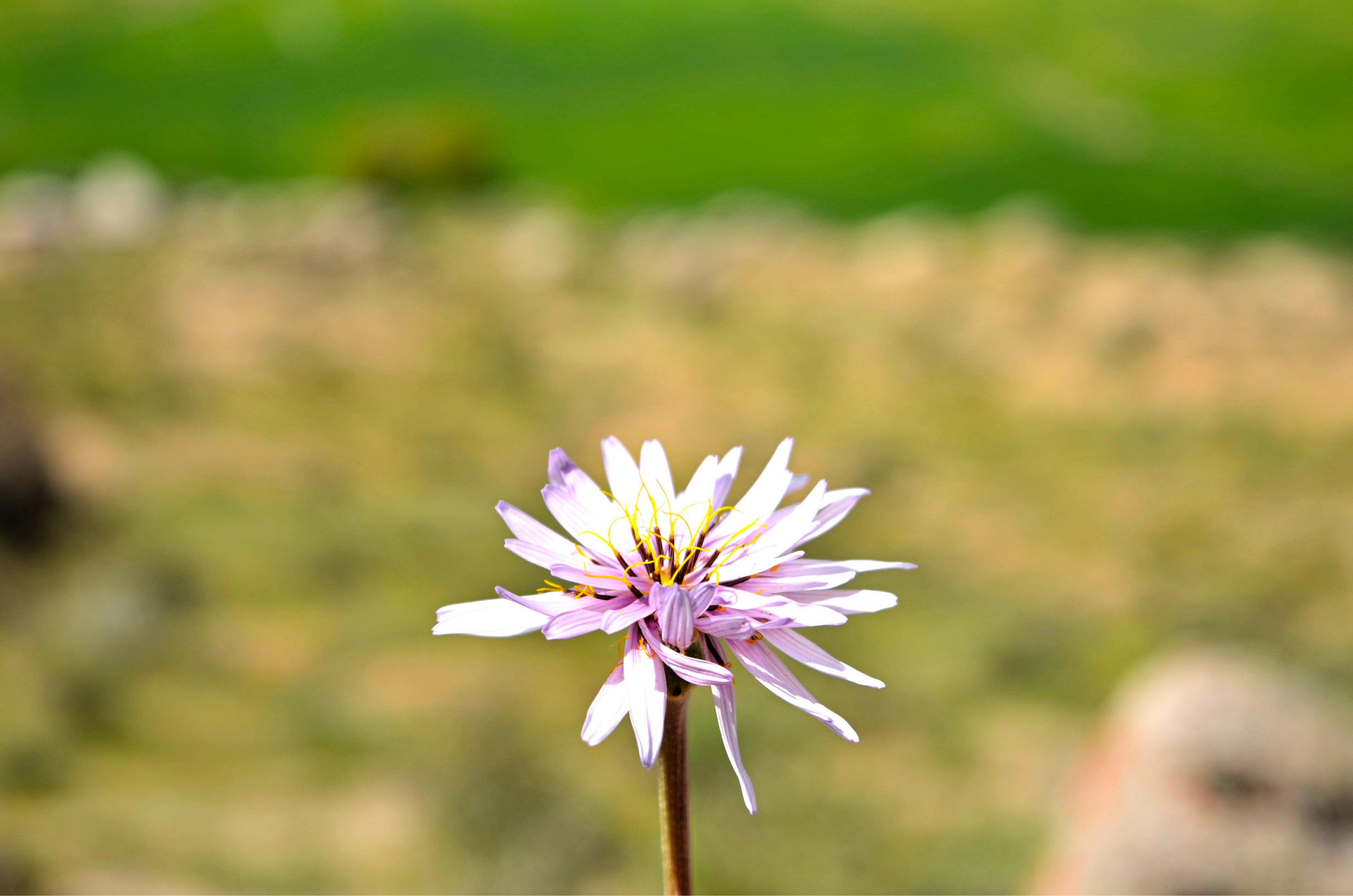 Center Bloom: A Lone Daisy-like Flower Reaches Toward the Sun