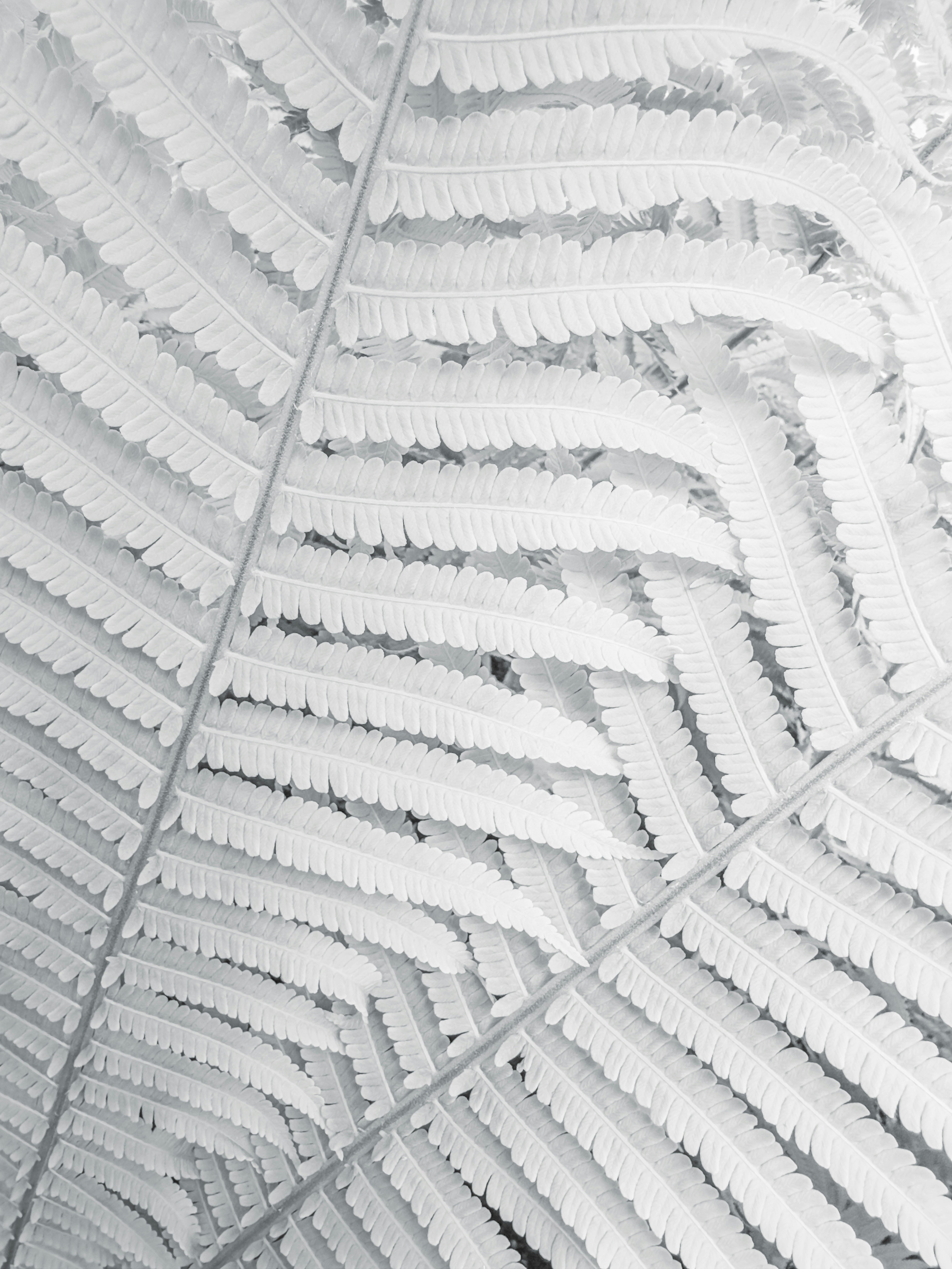Monochrome close-up of intricate fern leaves displaying delicate patterns.
