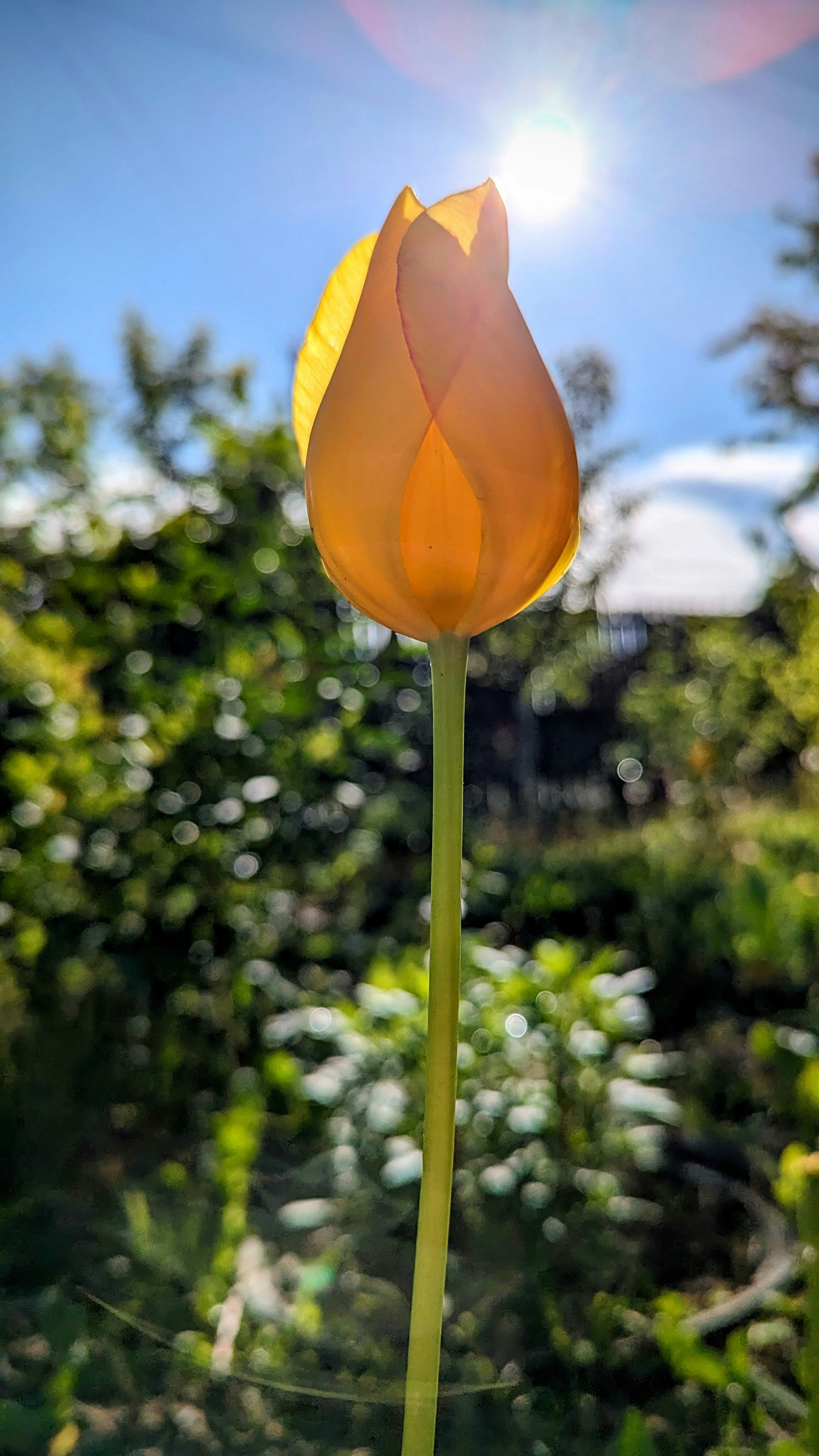 Backlit Golden Tulip: A Sunlit Petal Portrait in a Garden Blur